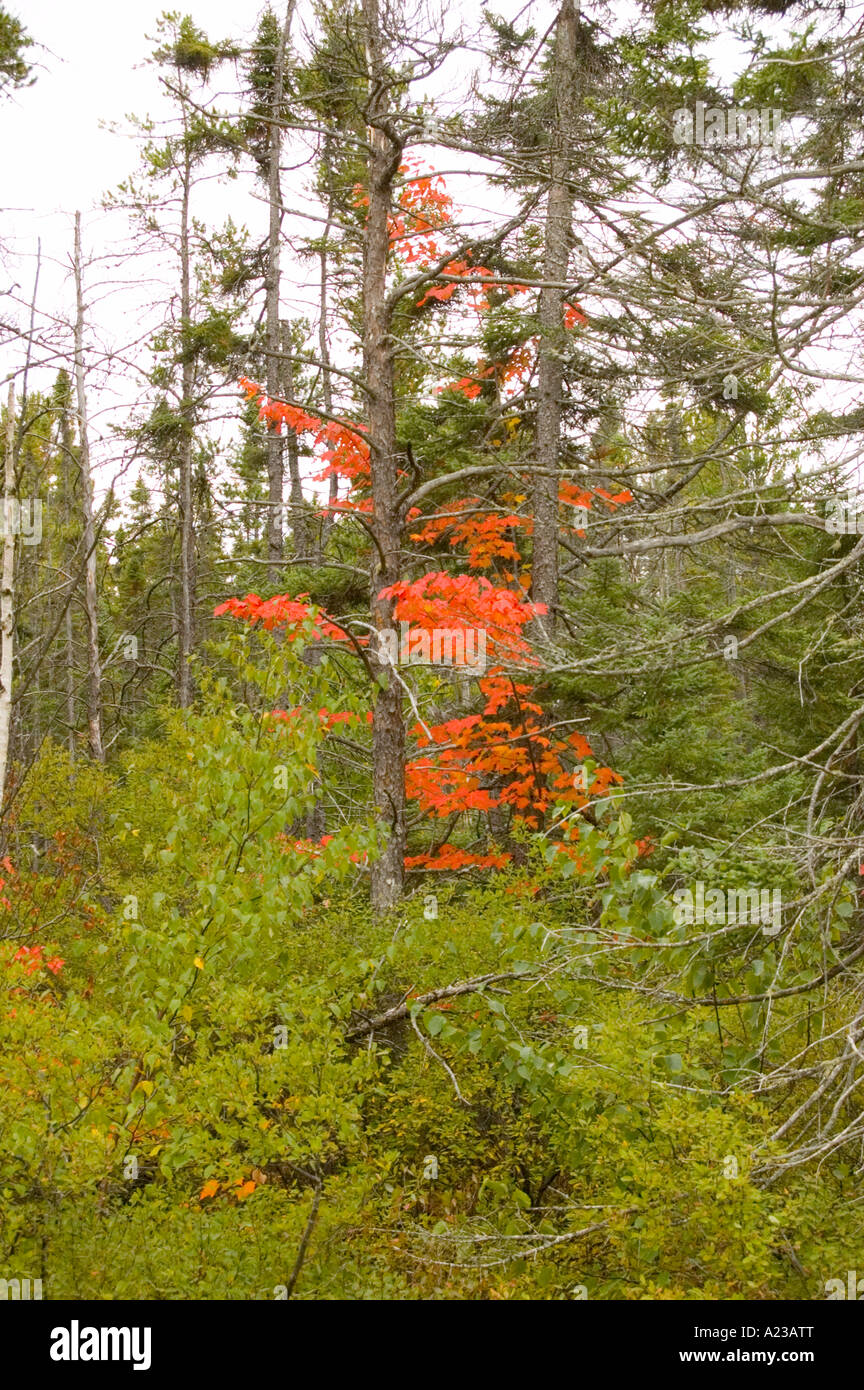 Beautiful Trees in Northern Ontario Canada Stock Photo - Alamy