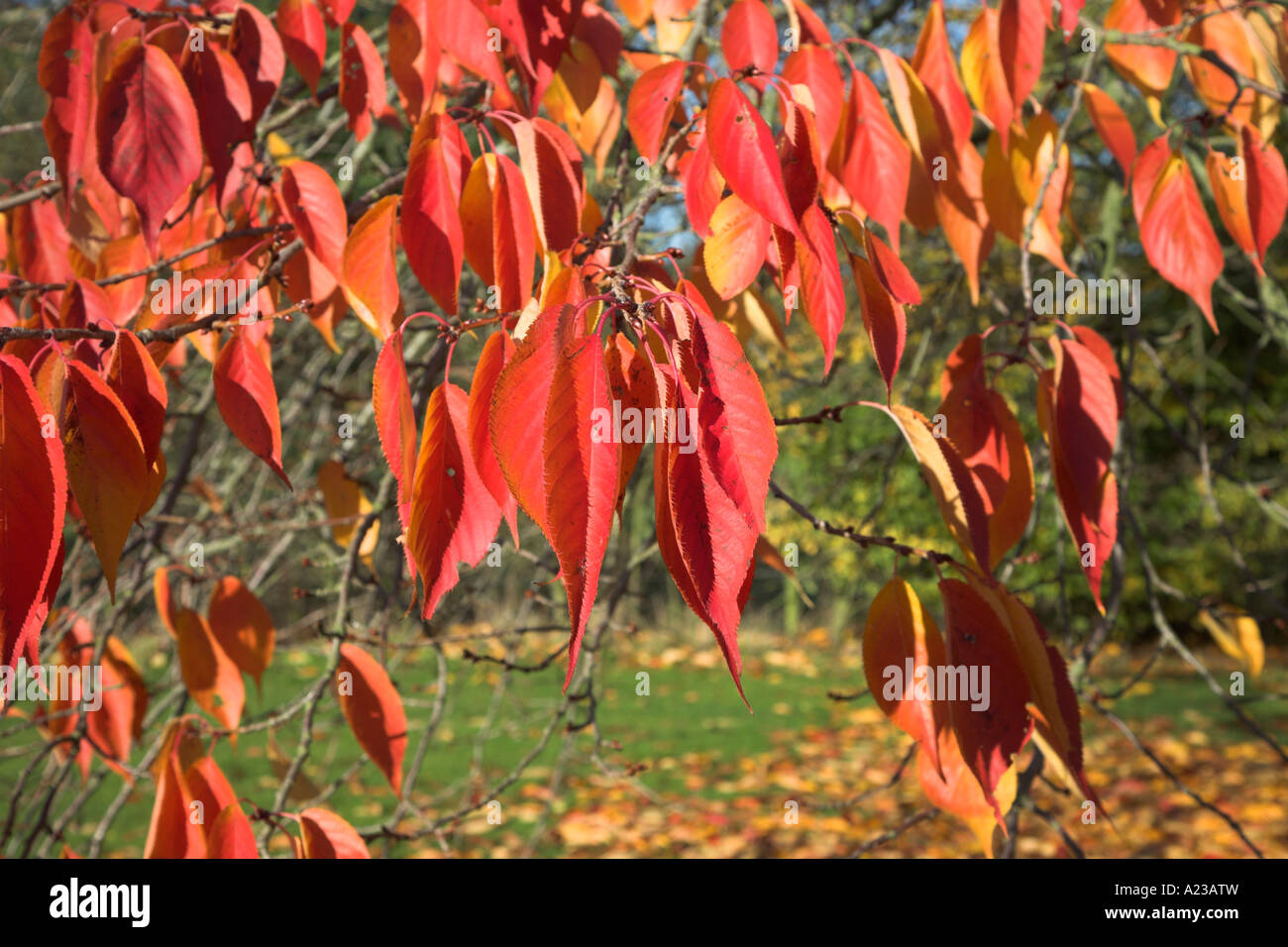 Cherry murray hi-res stock photography and images - Alamy