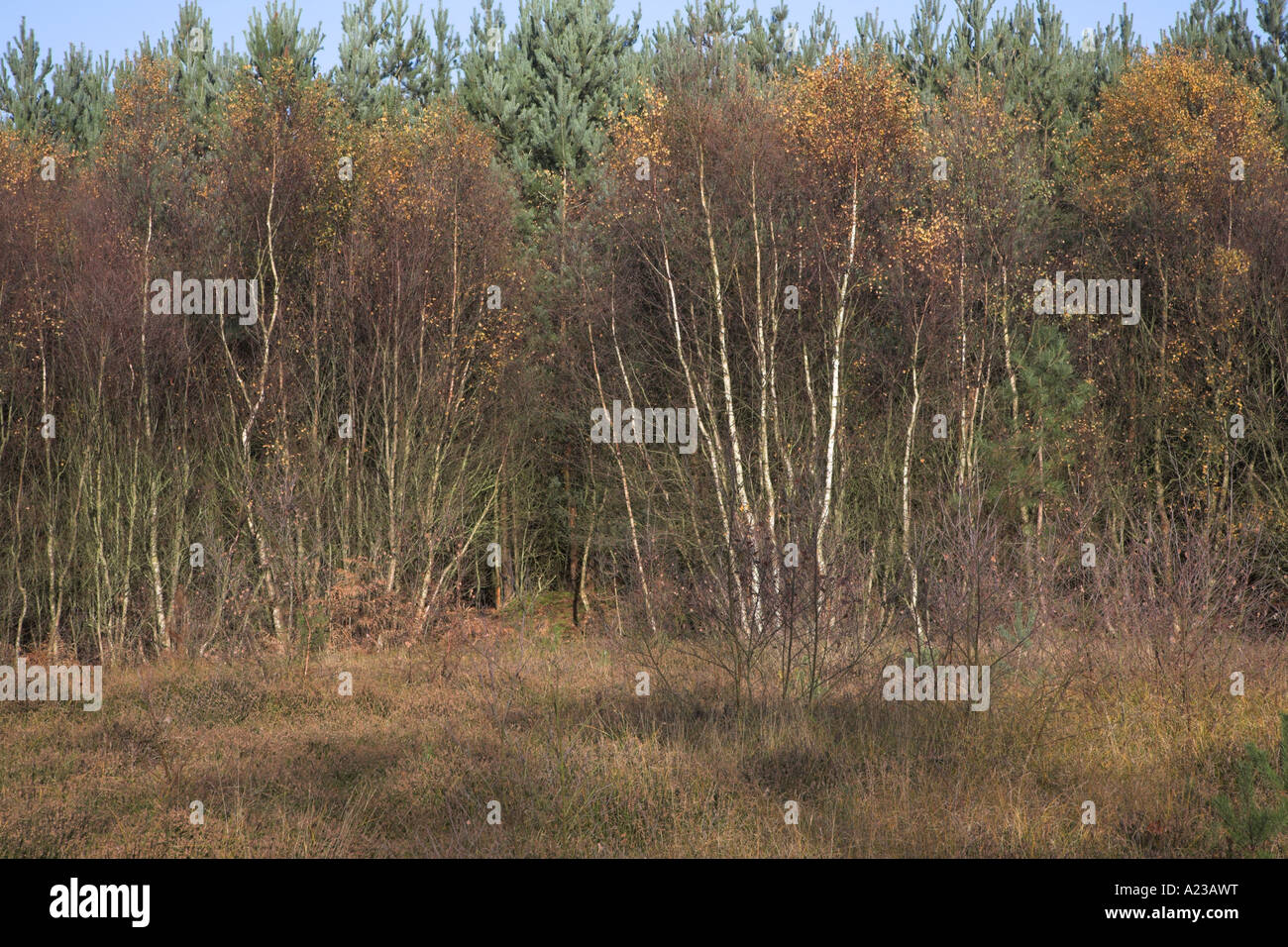 Silver birch and conifer trees Rendlesham Forest, Suffolk, England ...