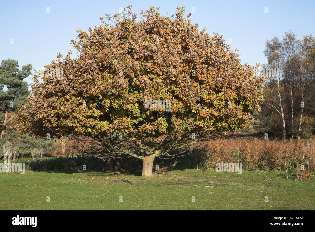 Small oak tree with brown autumnal leaves ready to drop, Tunstall ...