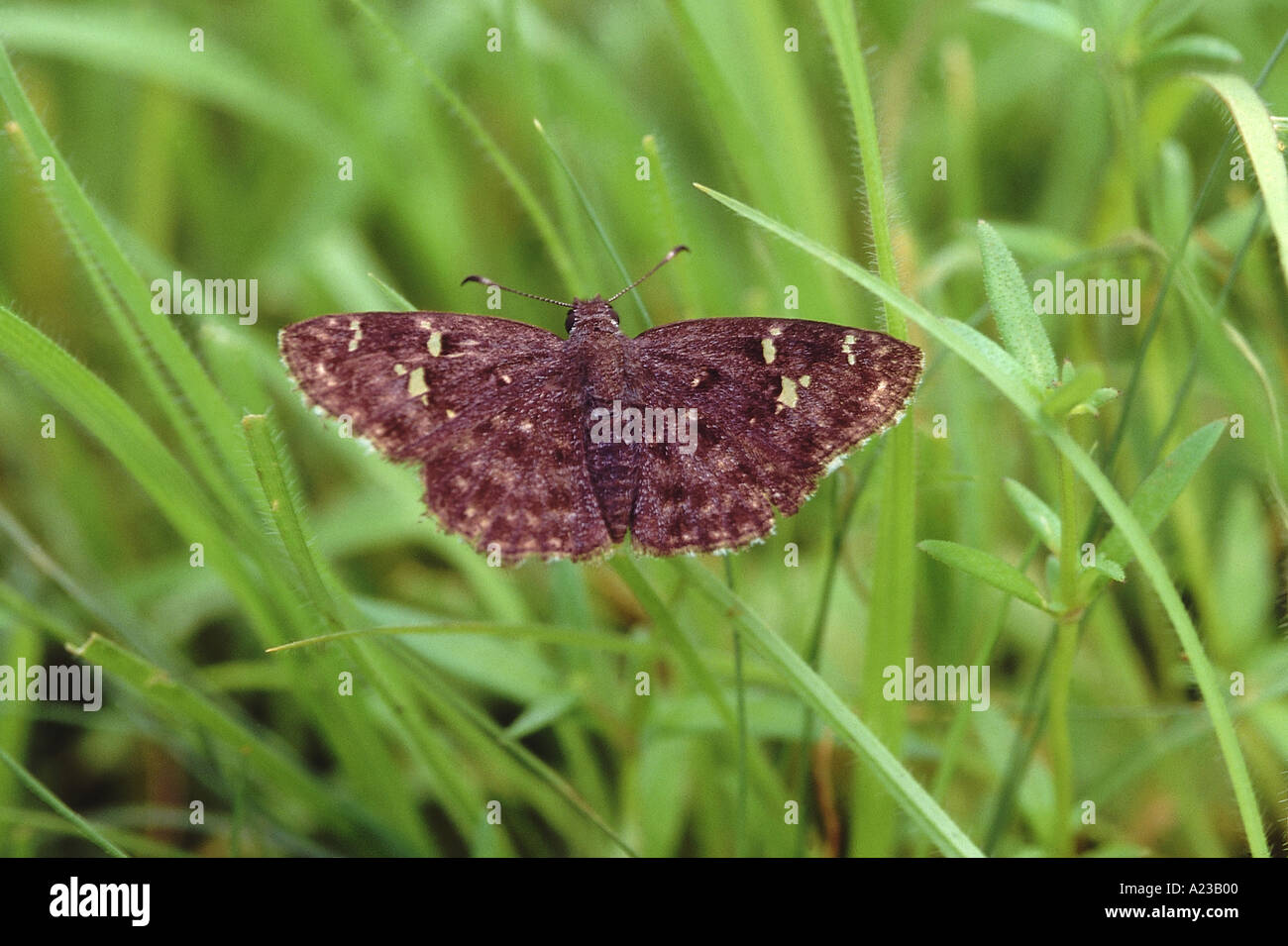 Butterfly insect spot spotted skipper fly hi-res stock photography and ...