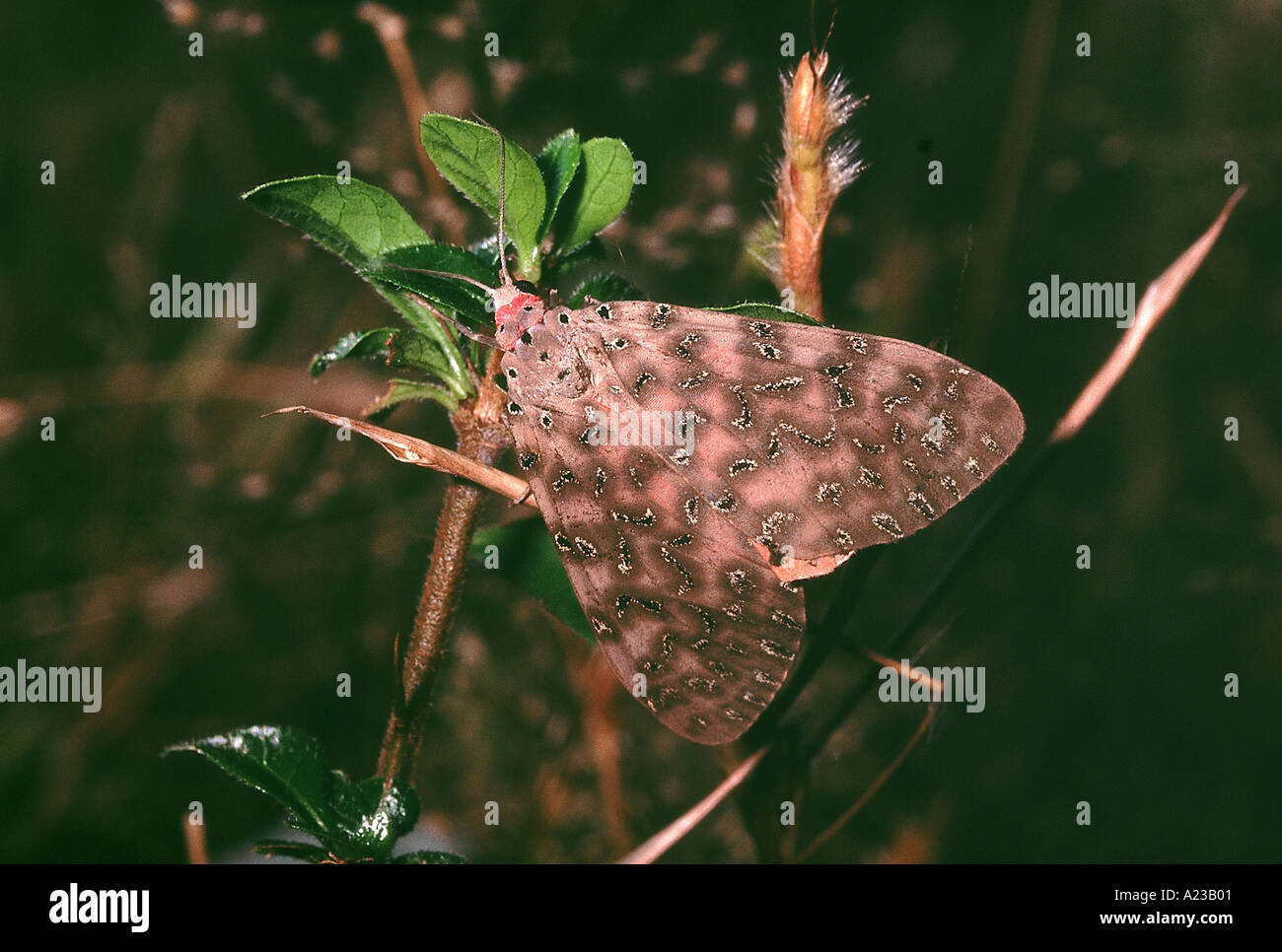 Silver spotted leaves hi-res stock photography and images - Alamy