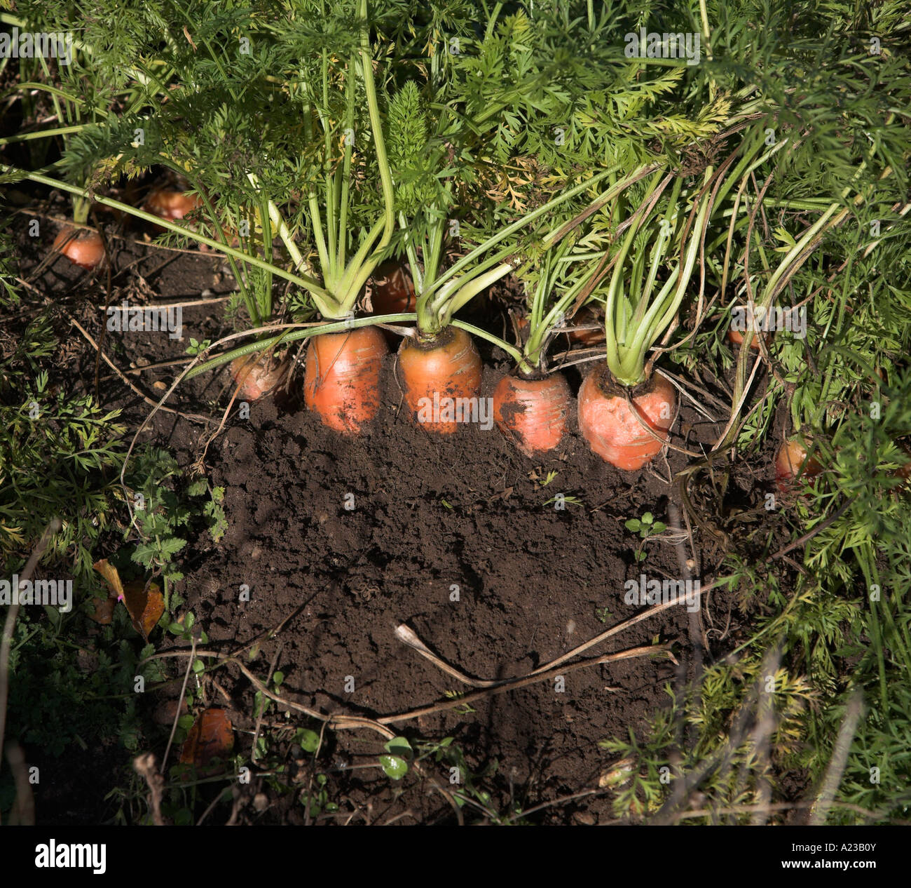 Groing hi-res stock photography and images - Alamy