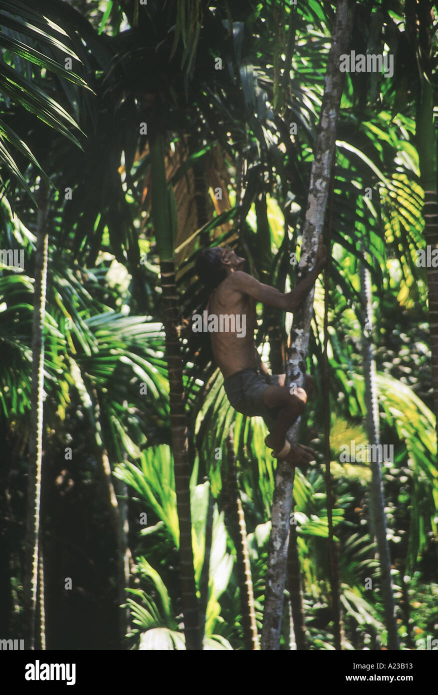 Man climbing coconut tree in hi-res stock photography and images - Alamy