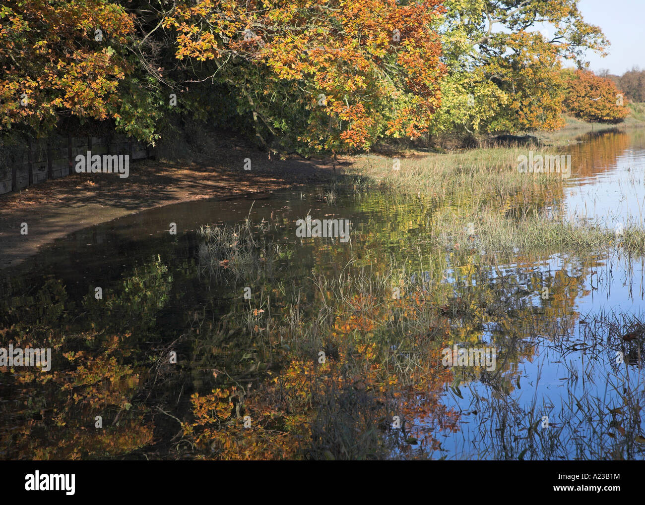Autumn tree leaves over River Deben Kyson Point Woodbridge Suffolk ...