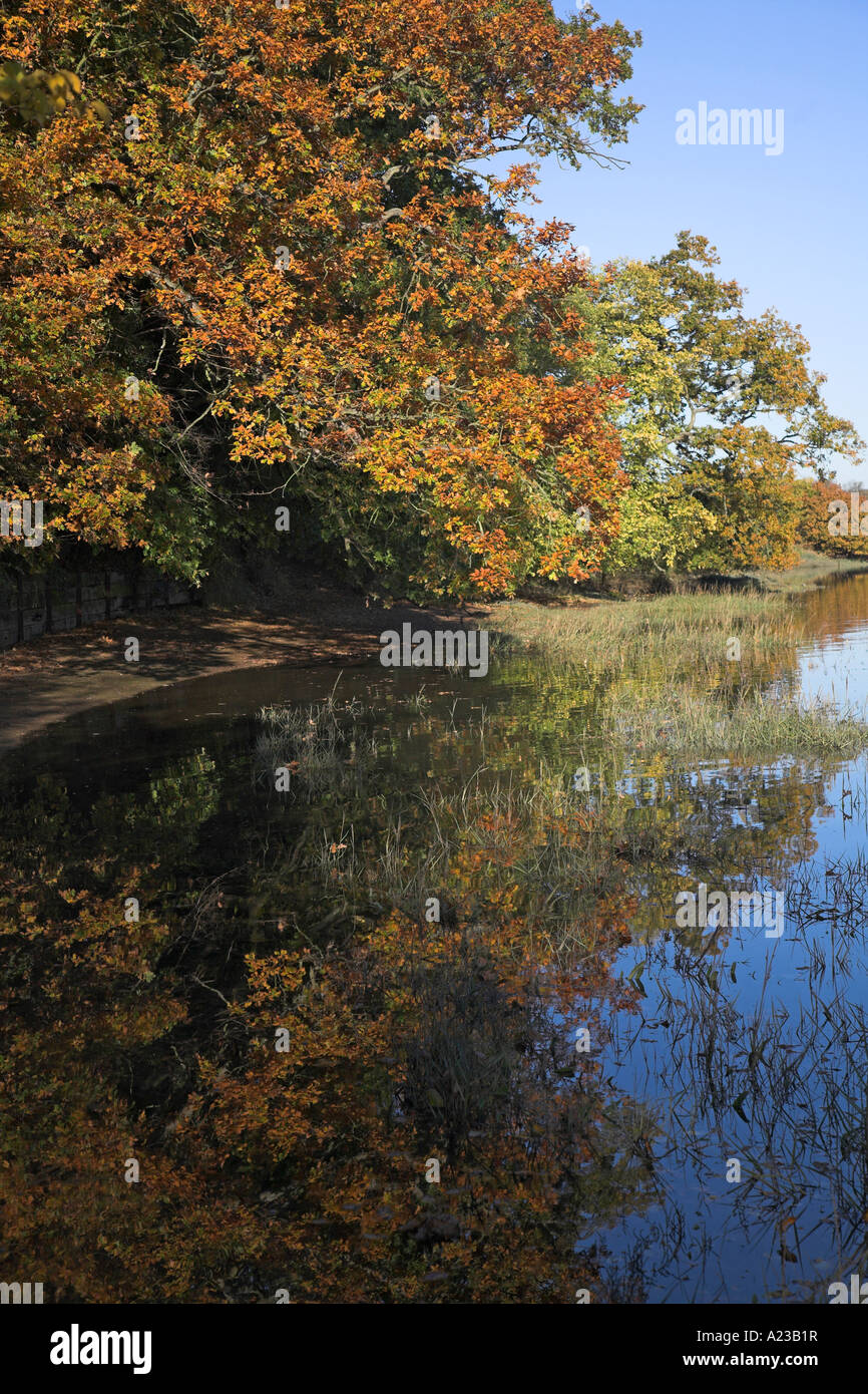 Autumn tree leaves over River Deben Kyson Point Woodbridge Suffolk ...