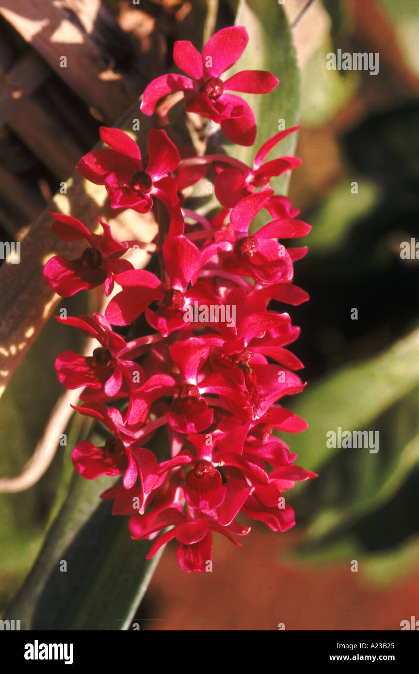 Red vanda orchid flower hi-res stock photography and images - Alamy