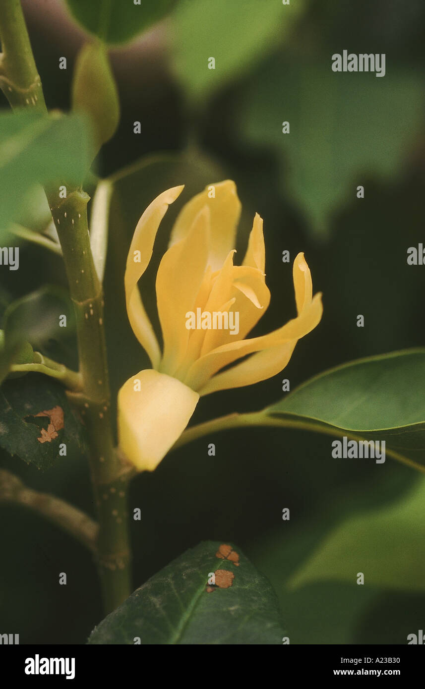 Magnolia champaca, known in English as champak. Michelia. Strongly ...