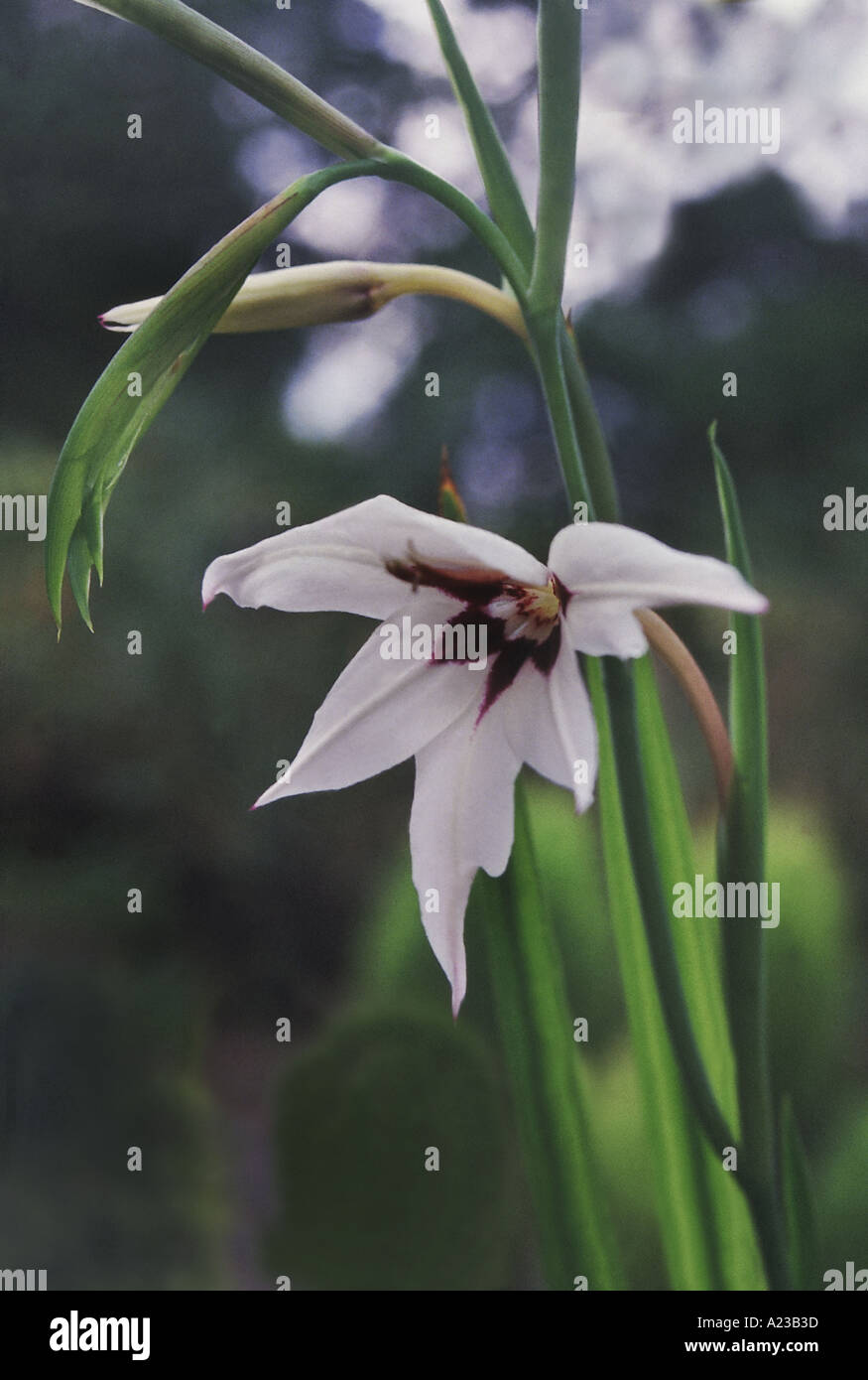 Modesty leaf hi-res stock photography and images - Alamy