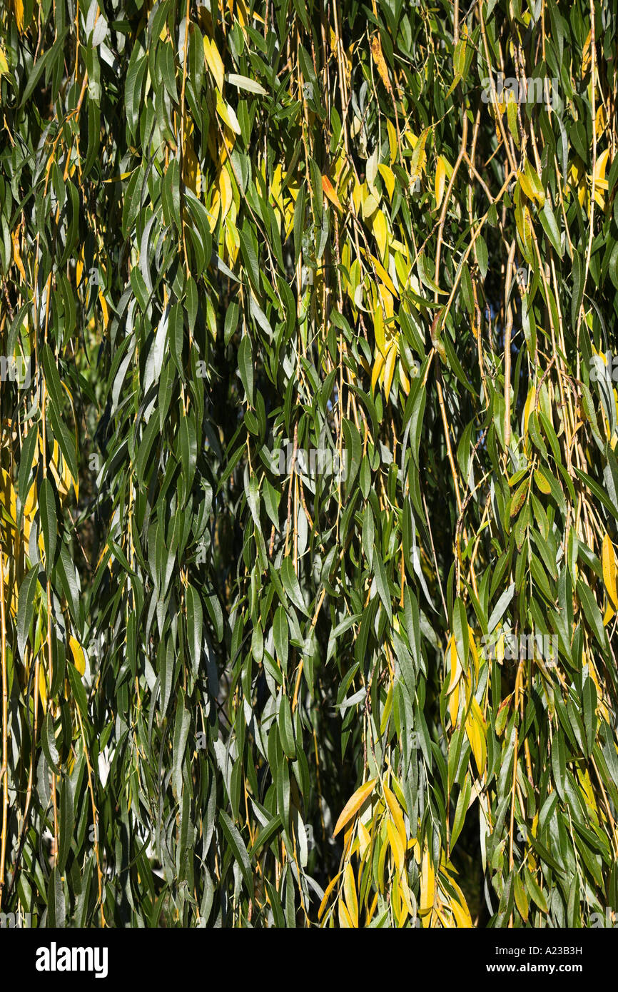 Overlapping leaves hi-res stock photography and images - Alamy
