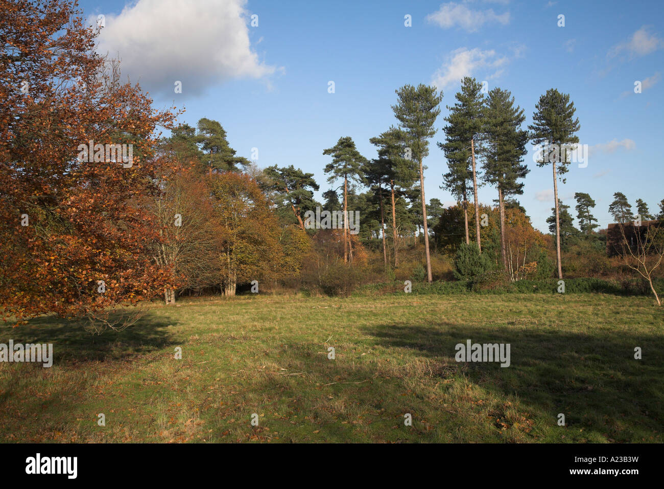 Rendlesham forest, Suffolk, England Stock Photo - Alamy