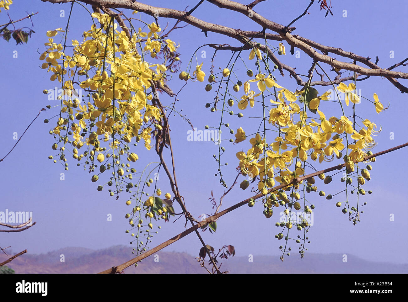 Flower Cassia Fistula Indian Laburnum Family Caesalpiniaceae Stock ...