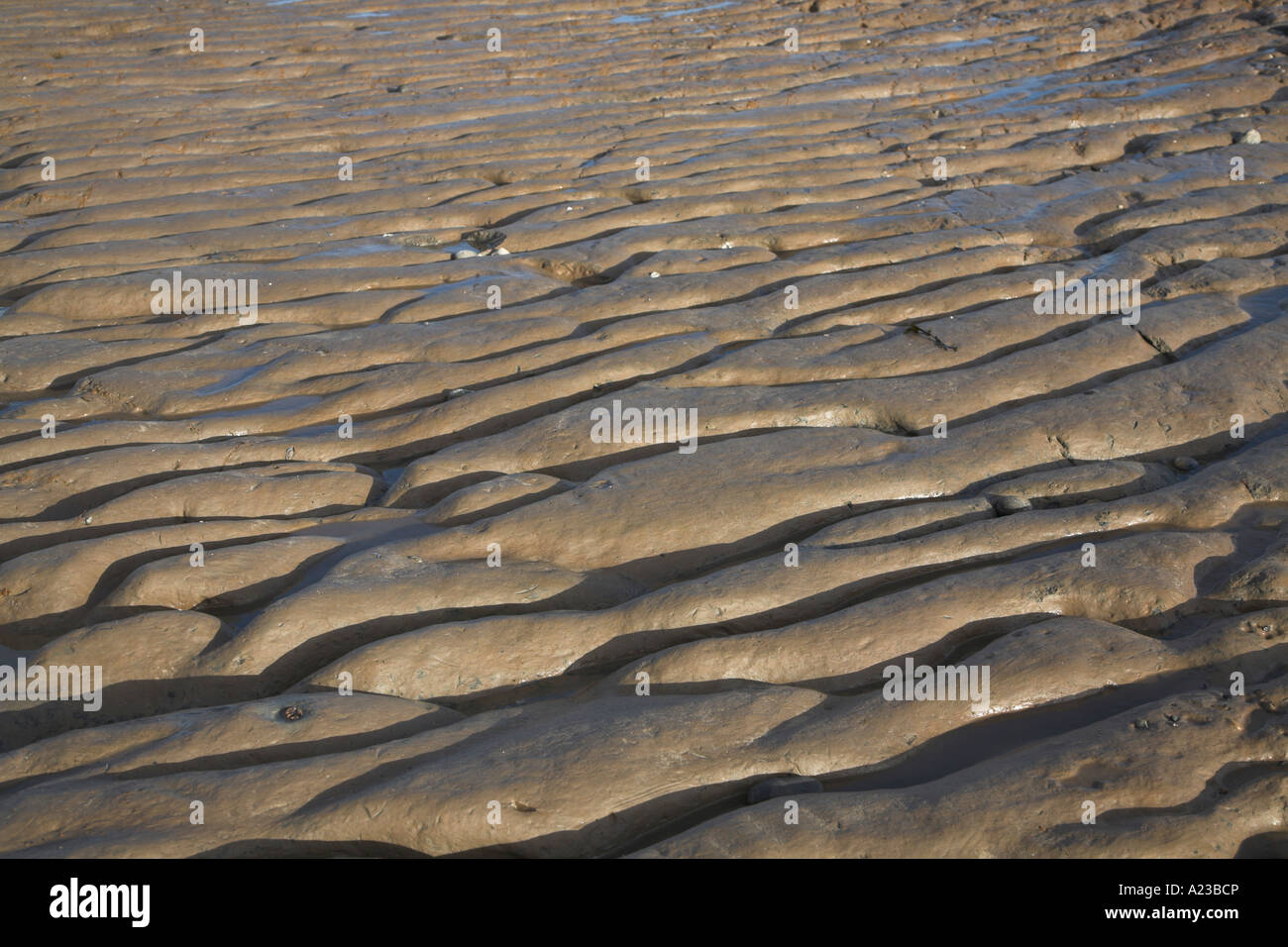 London Clay underlying shingle bar south of Walberswick, Suffolk ...