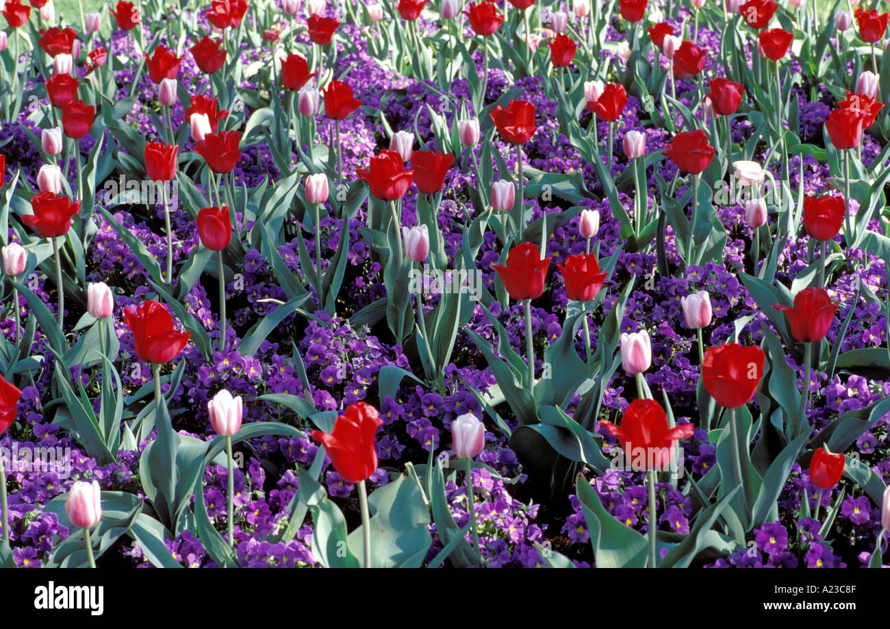 Season of tulips hi-res stock photography and images - Alamy