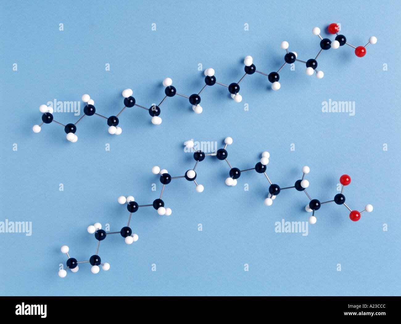 molecular models of palmitic acid and hypogeic acid on a blue ...