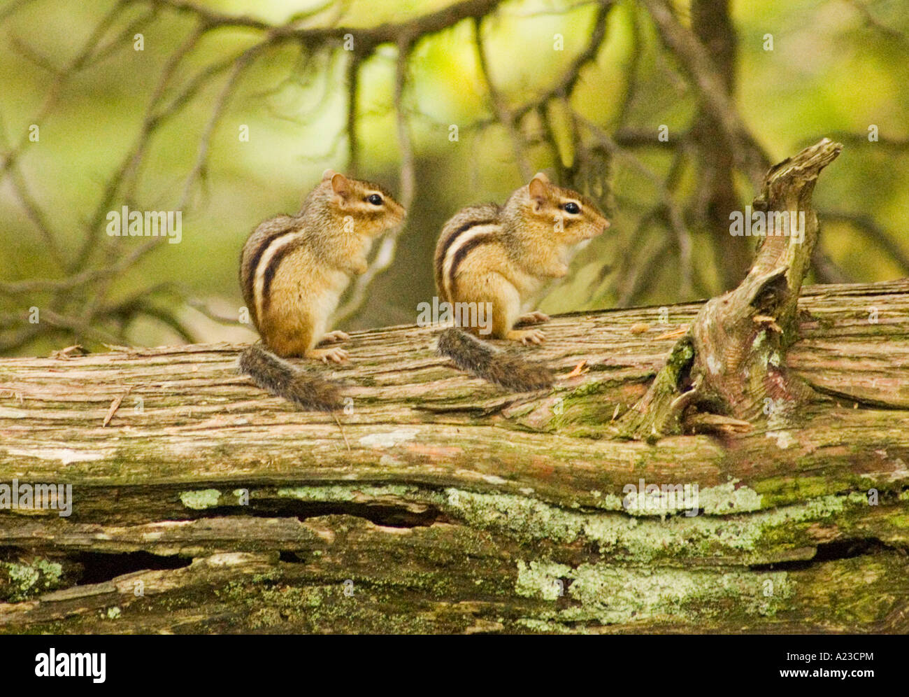 Two Chipmunk's at Play Stock Photo - Alamy