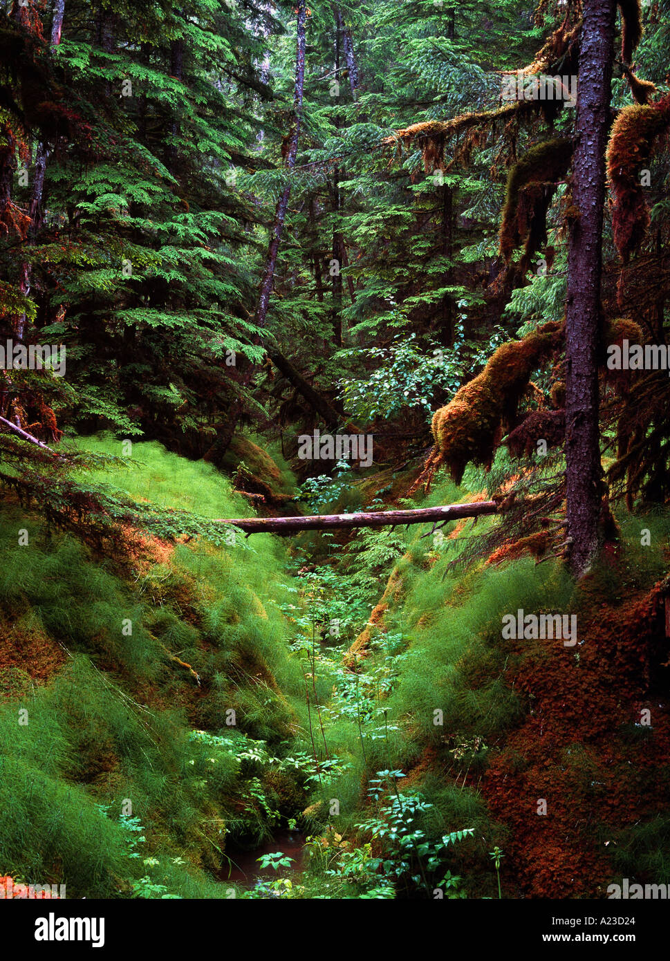 Cold rain forest Glacier Bay National Park Alaska Stock Photo - Alamy