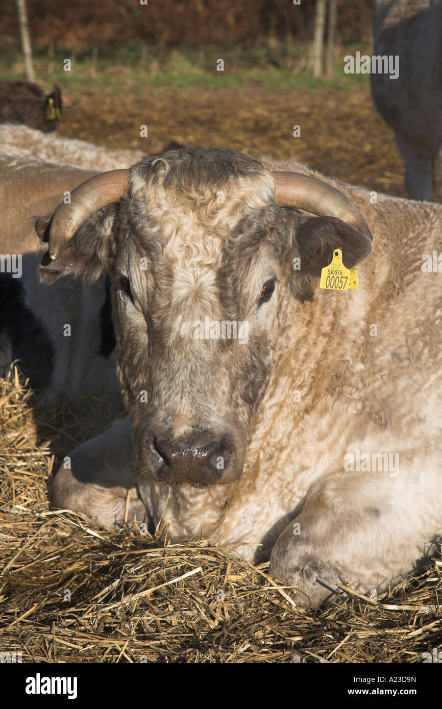 Horned Limousin cross cow lying on straw winter feed chewing the cud ...