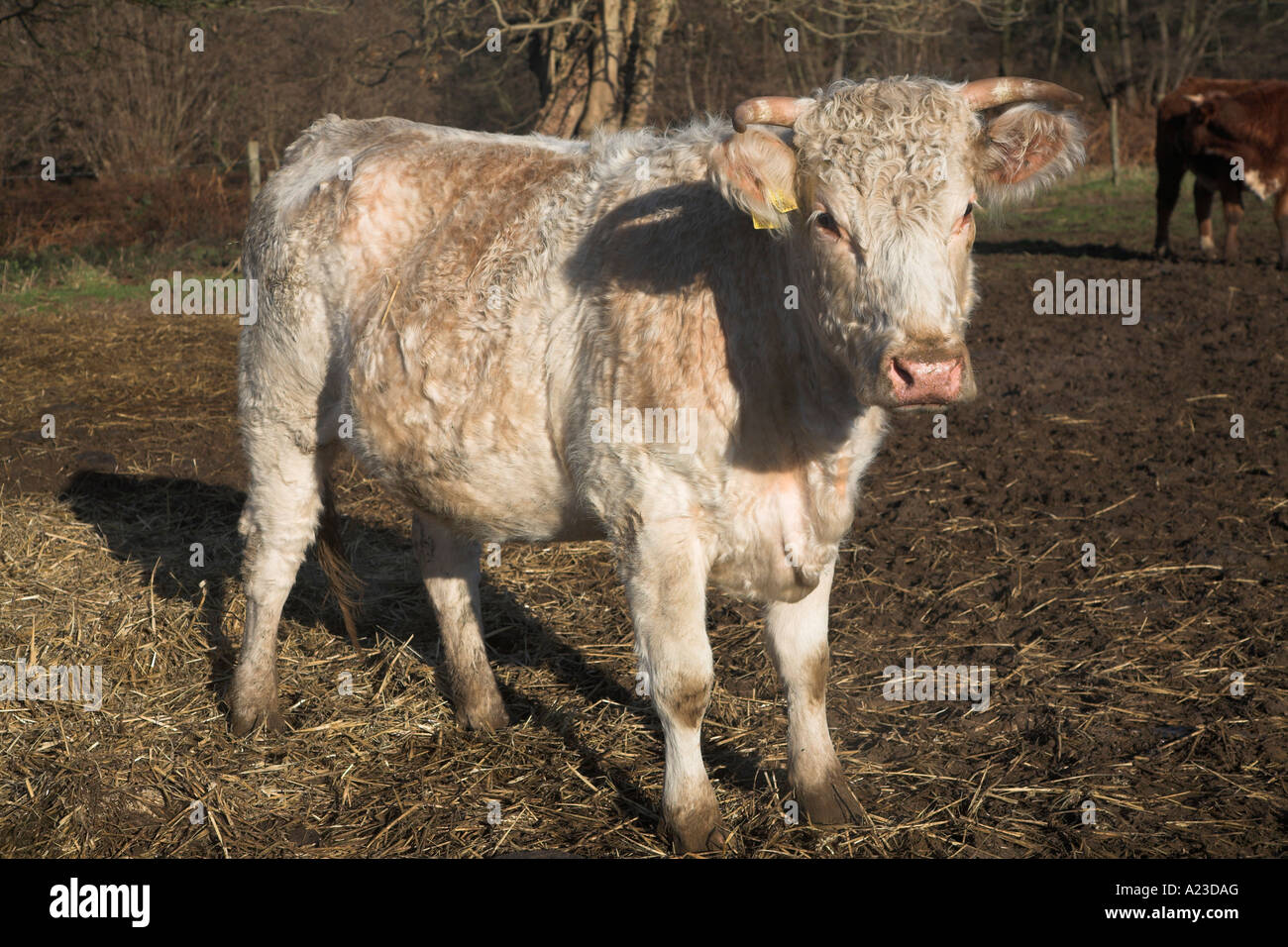 Young white bullock with horns in a field in winter Butley, Suffolk ...