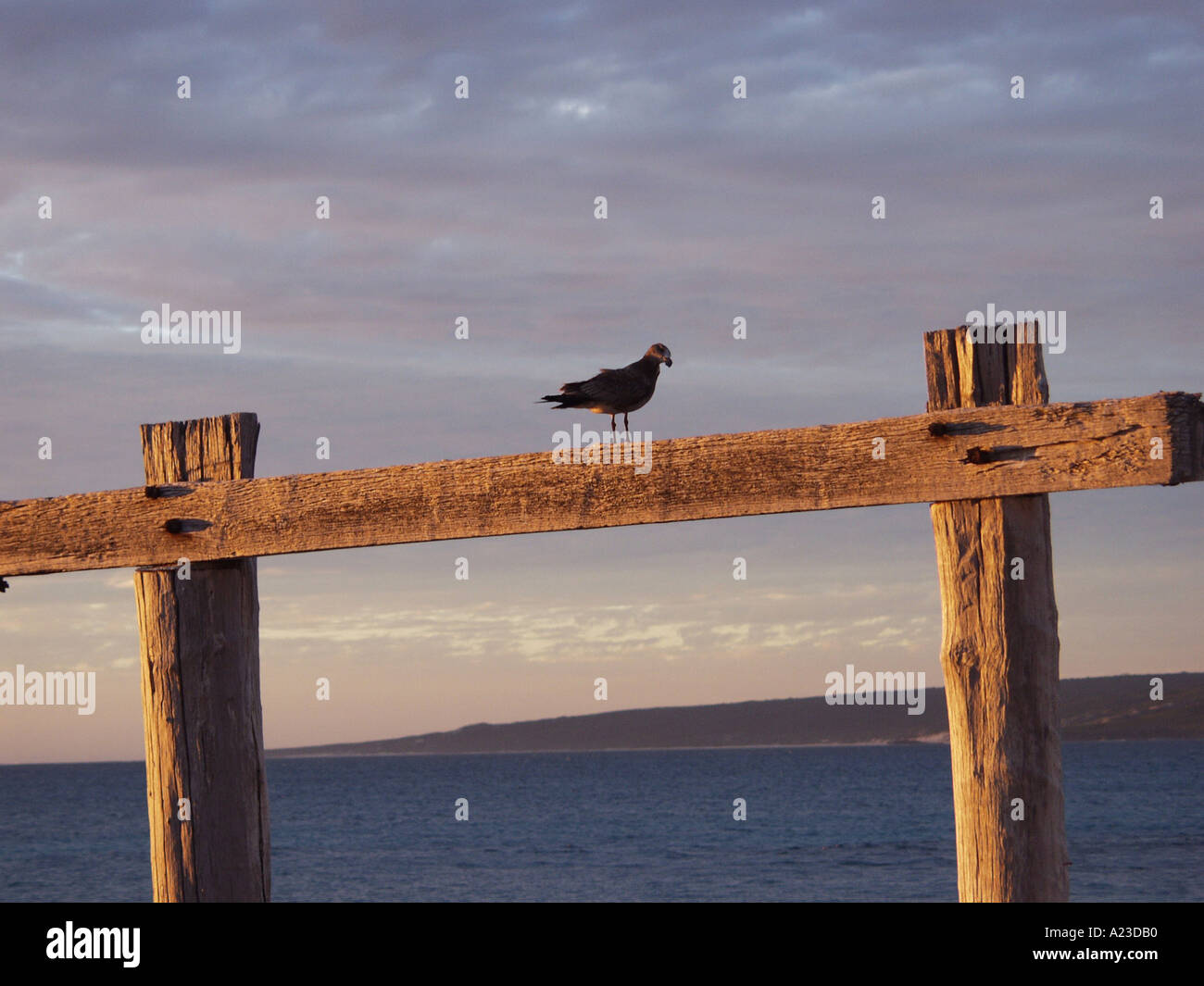 Hamlen hi-res stock photography and images - Alamy