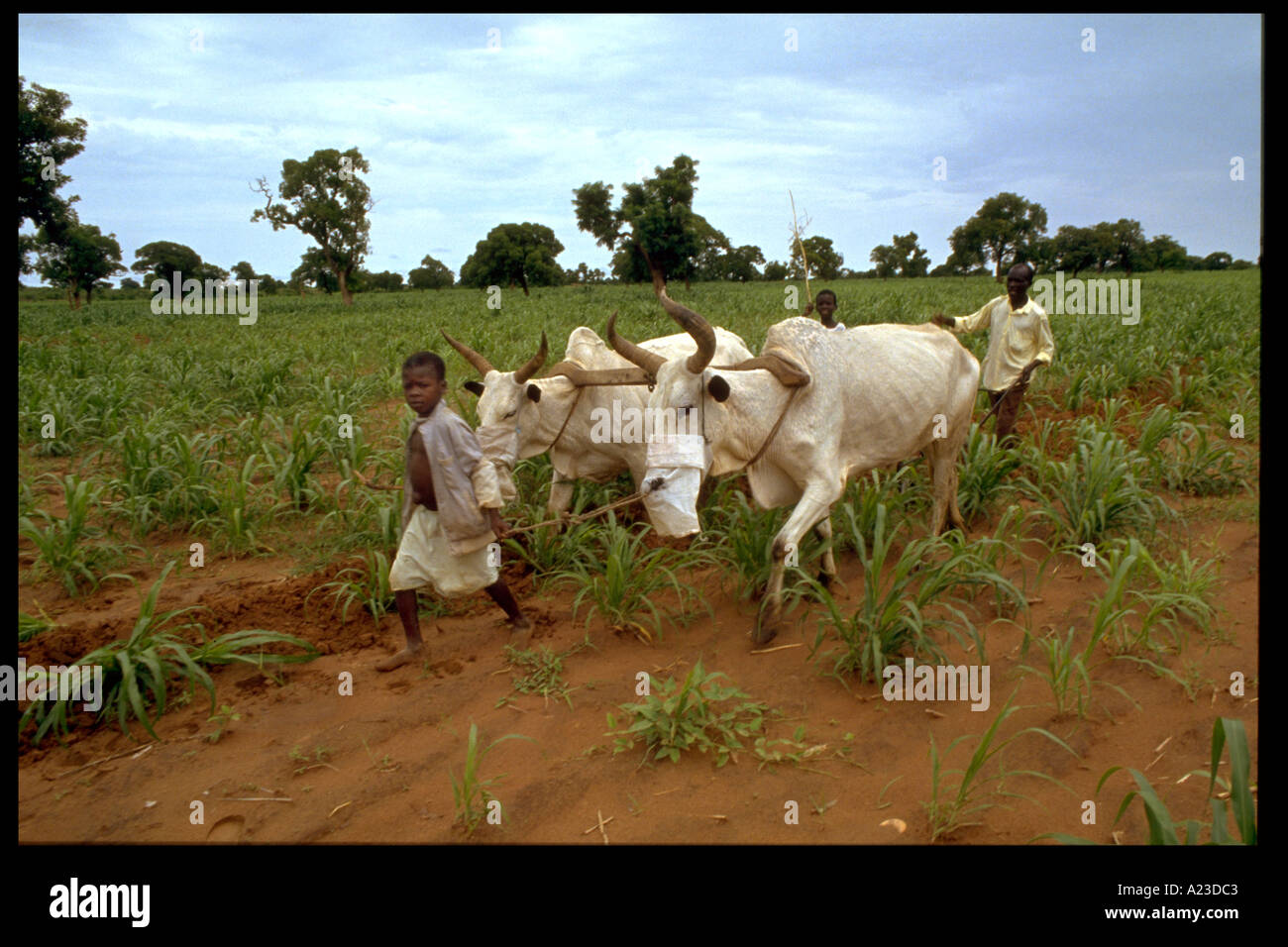 Ploughing oxen africa africa hi-res stock photography and images - Alamy