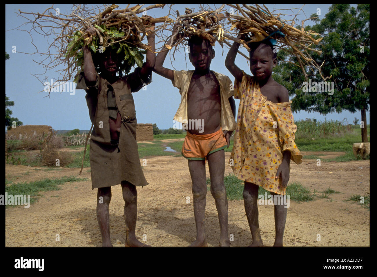 Children collecting fire wood Stock Photo - Alamy