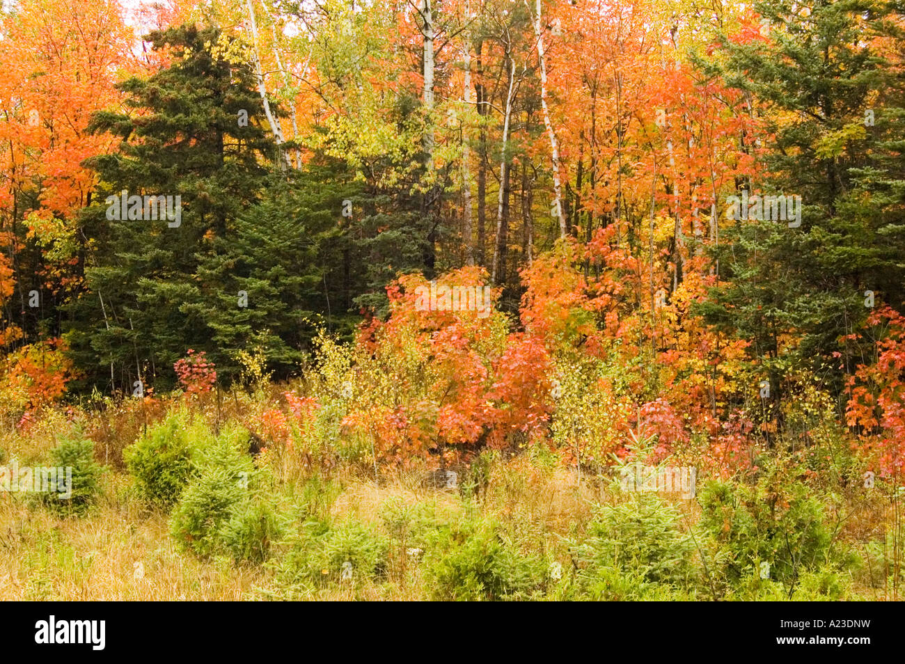 Beautiful Scene in Northern Ontario Canada Stock Photo - Alamy