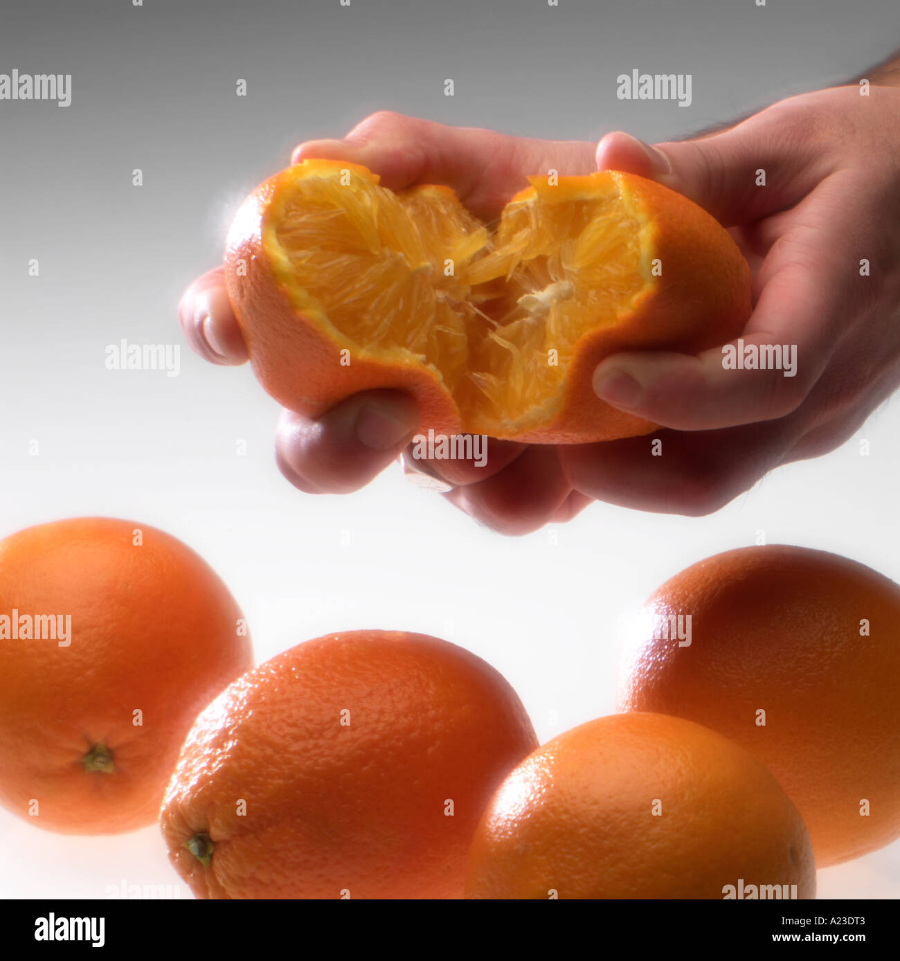 Two hands tearing an orange open, 4 whole oranges in f/g Stock Photo ...