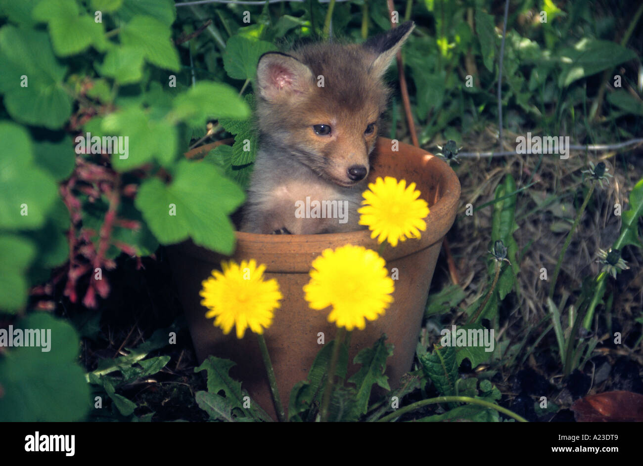 Fox cub picture hi-res stock photography and images - Alamy
