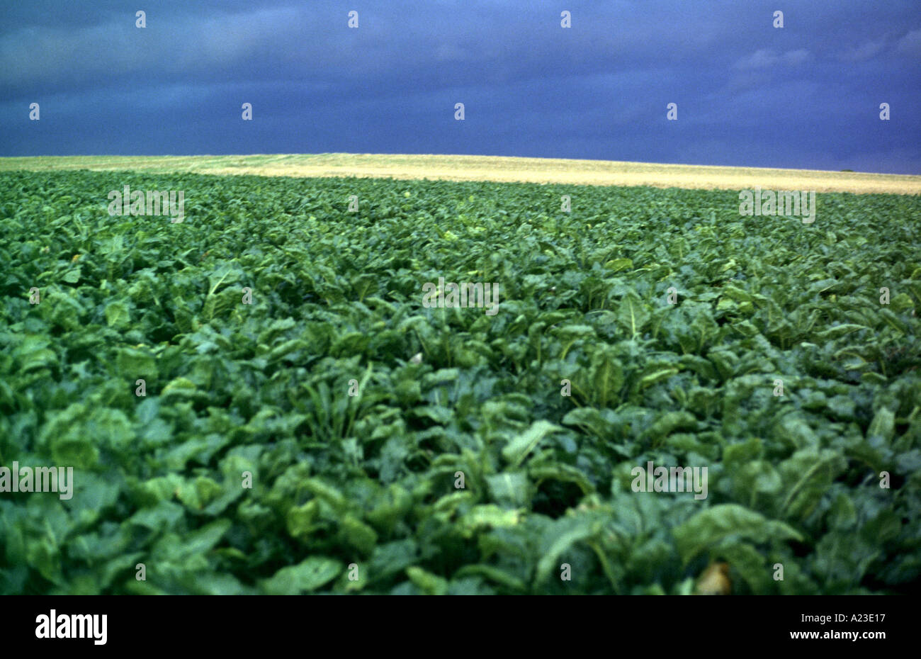 field of beets Stock Photo - Alamy