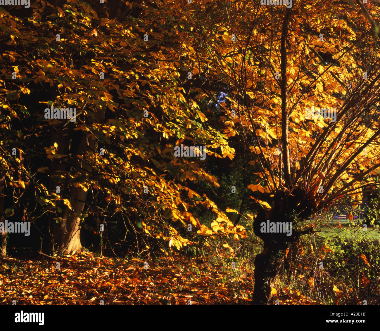 Autumn colours in Westonbirt Arboretum Stock Photo - Alamy