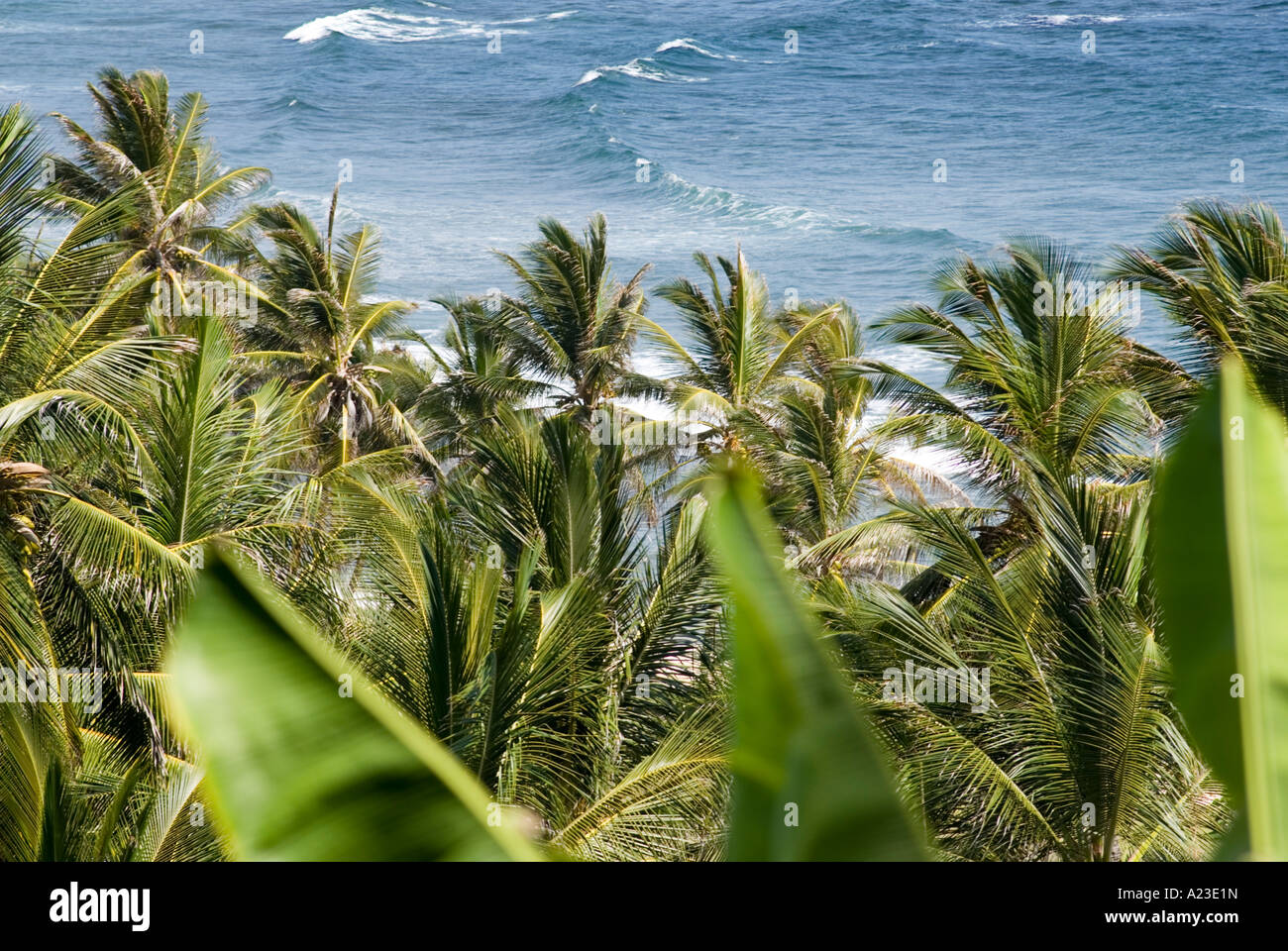 Coconut Trees Overlook Atlantic Ocean, Bathsheba, St. Joseph, Barbados ...