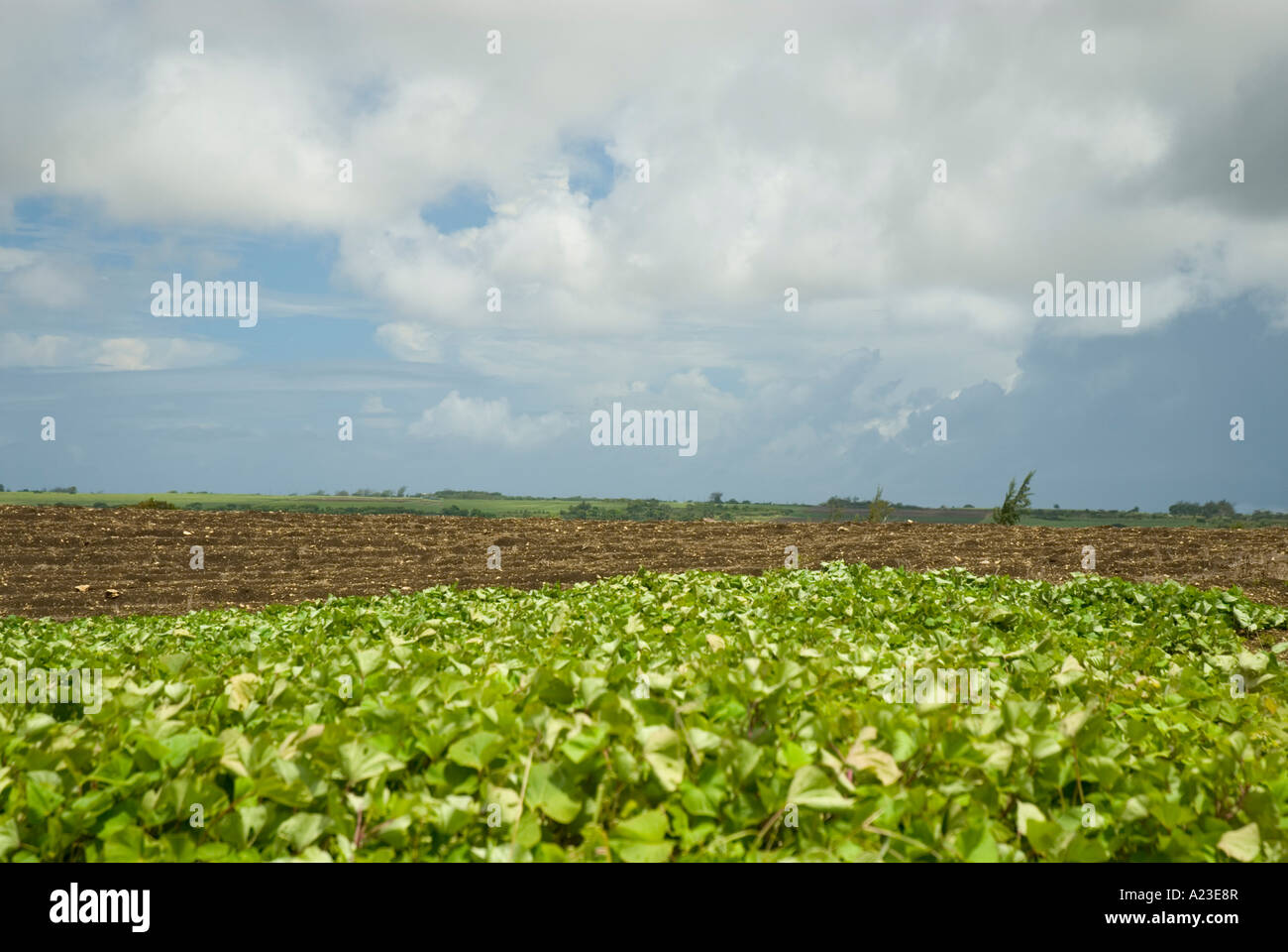 ‘caribe’ potato hi-res stock photography and images - Alamy