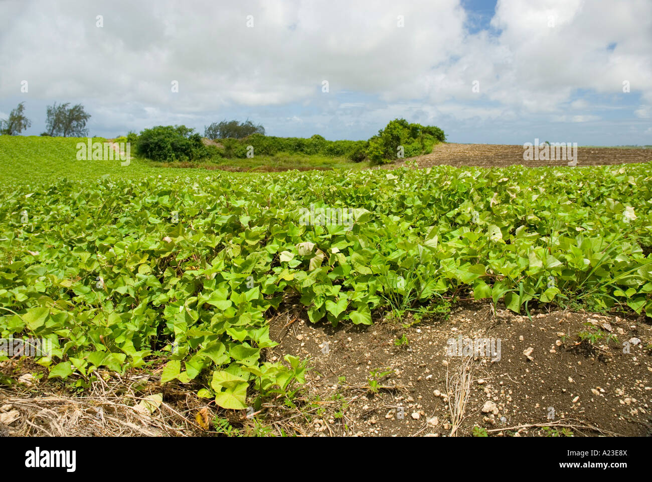 Sweet potato fields, Brighton Plantation, St George, Barbados Stock ...