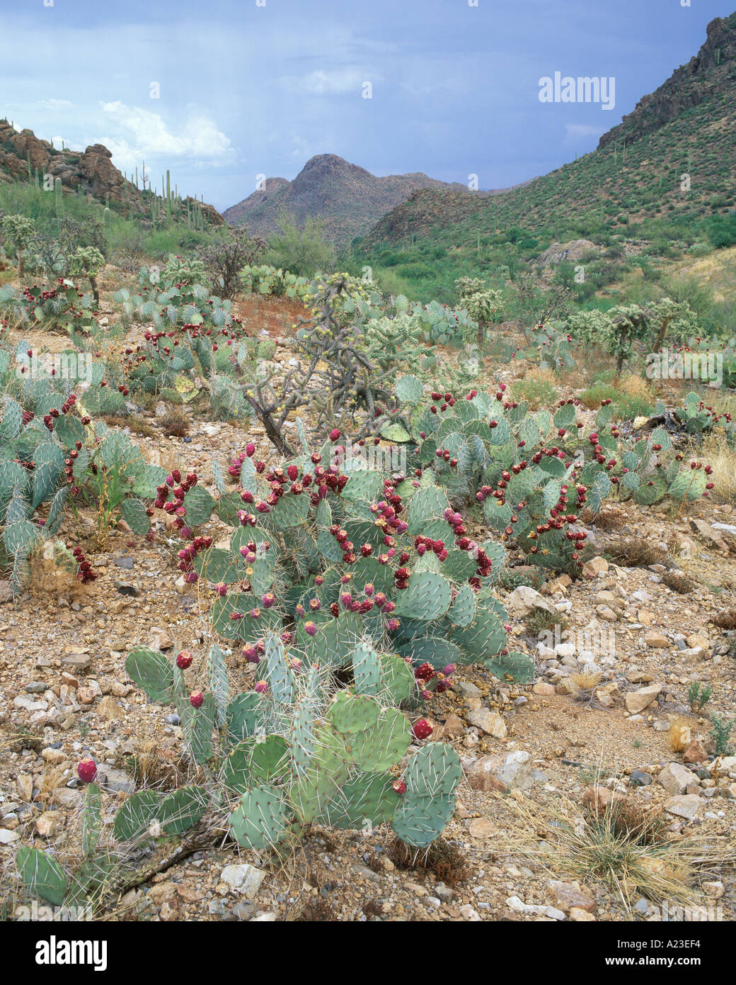 Prickly pear garden in fruit Stock Photo - Alamy