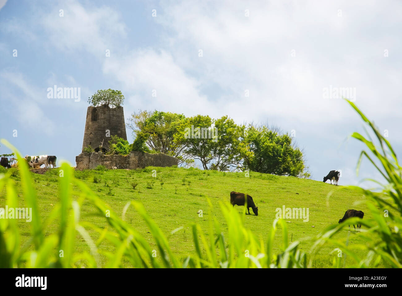 Cows grazing in front of old millwall on hill. St George, Barbados ...