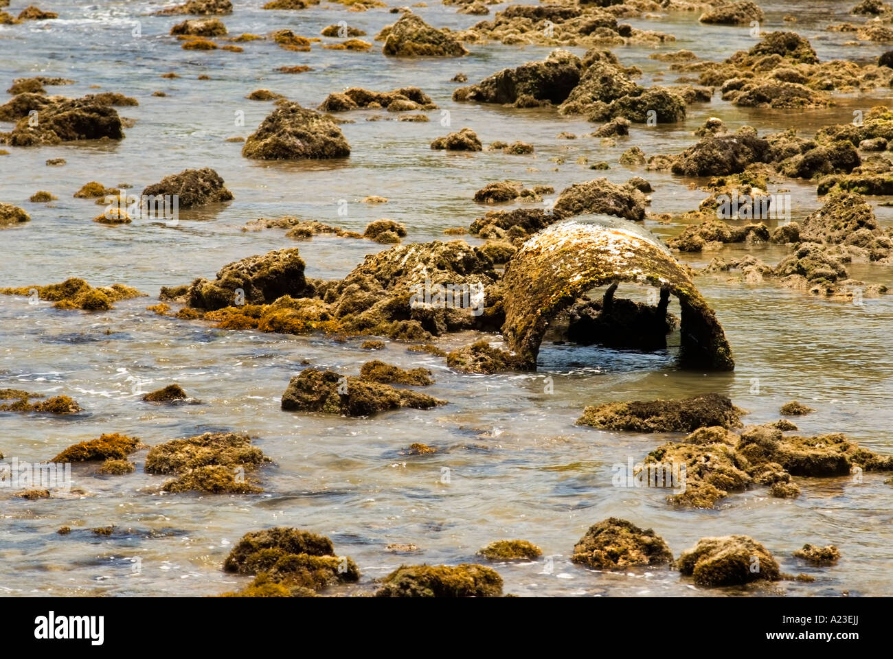 Sea moss caribbean hi-res stock photography and images - Alamy