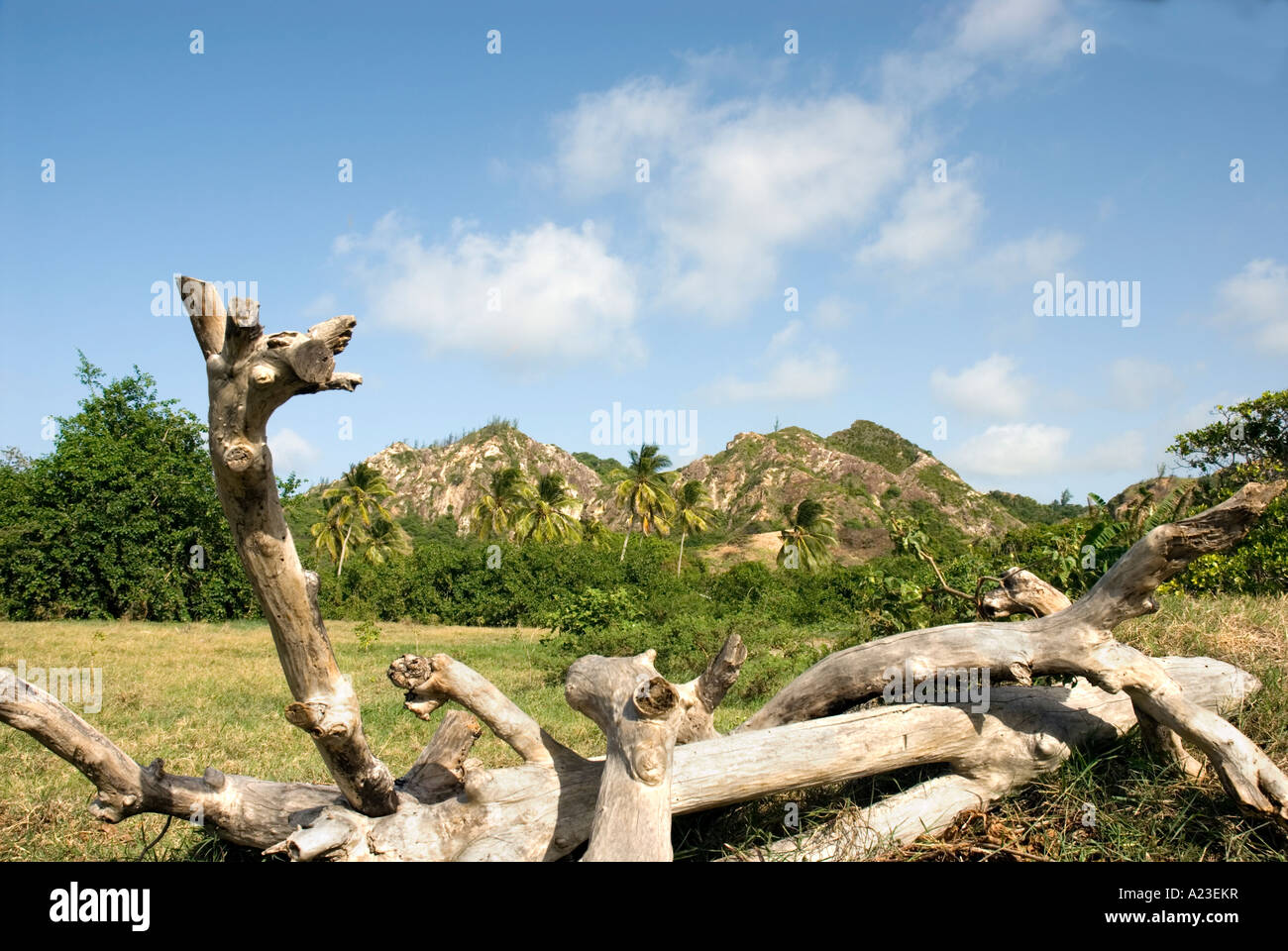 Piece of driftwood in a pasture. The hills of Chalky Mount can be seen ...