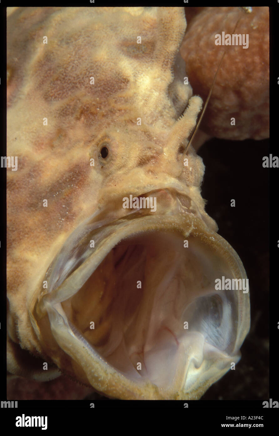 pink frogfish with open mouth Stock Photo - Alamy