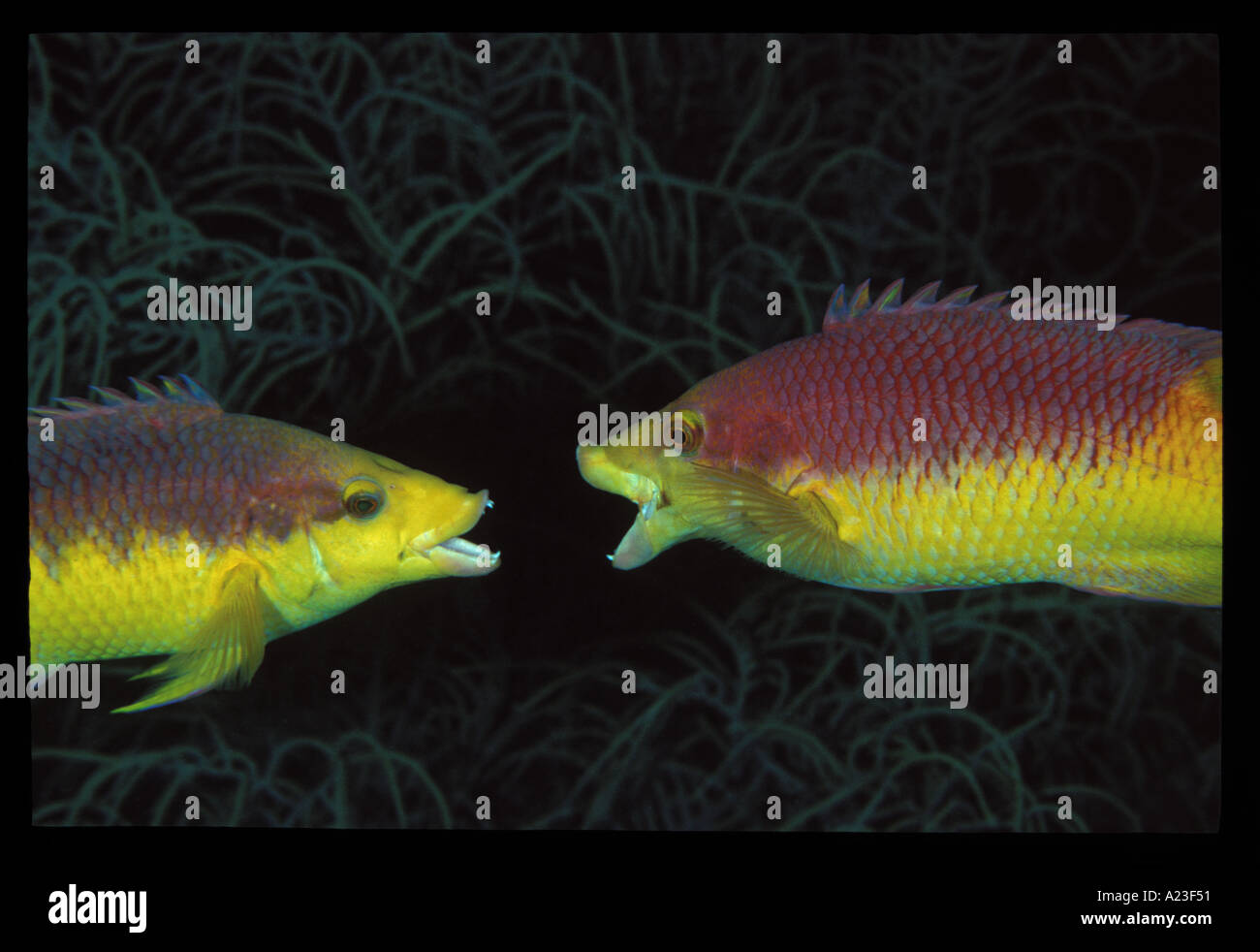 Spanish hogfish hi-res stock photography and images - Alamy