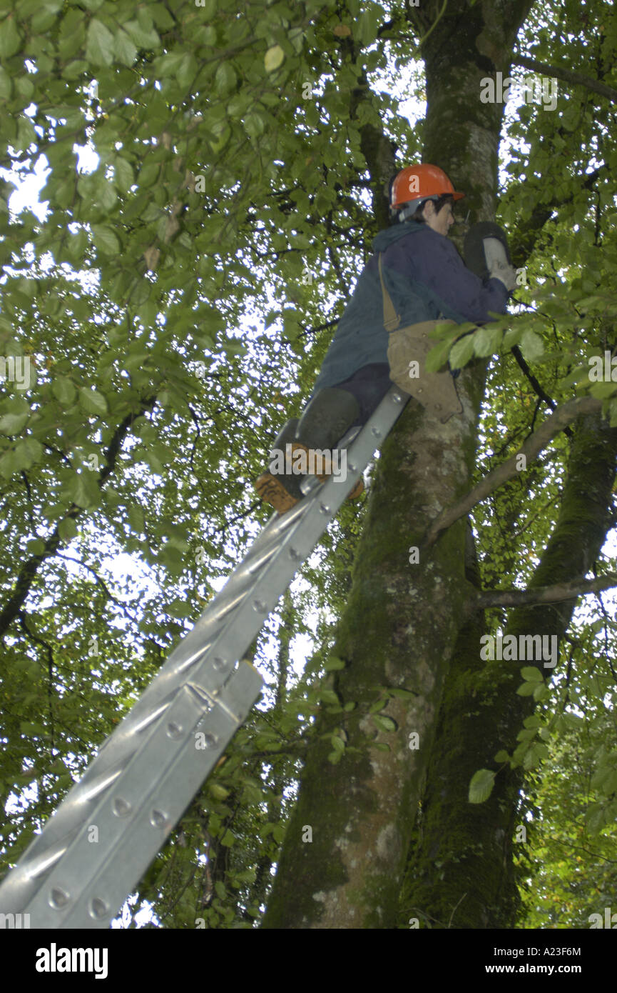 Woman bat worker checks bat box for hibernating bats Dartmoor national ...