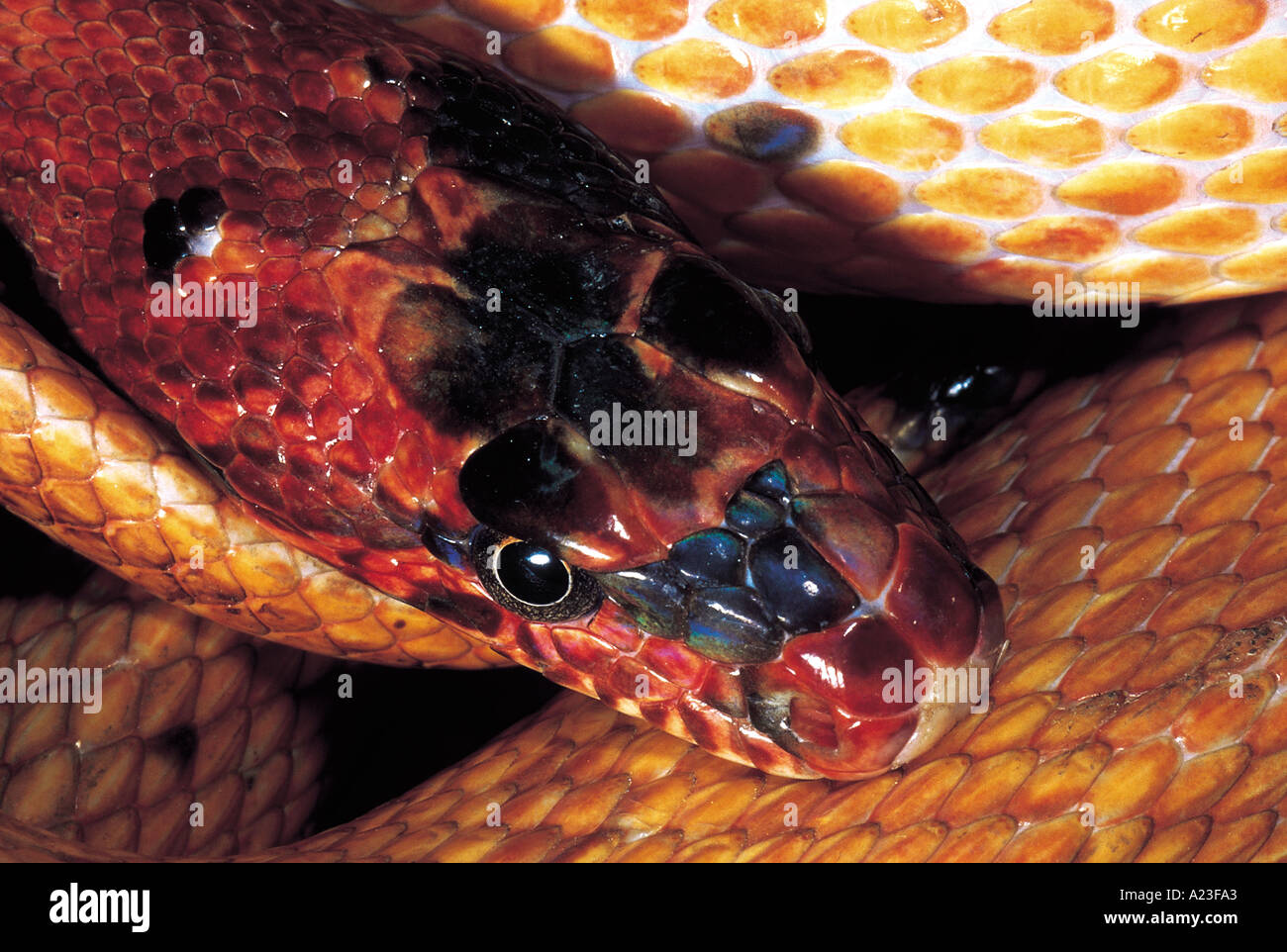 Snake head spalerosophis diadema atriceps royal hi-res stock ...