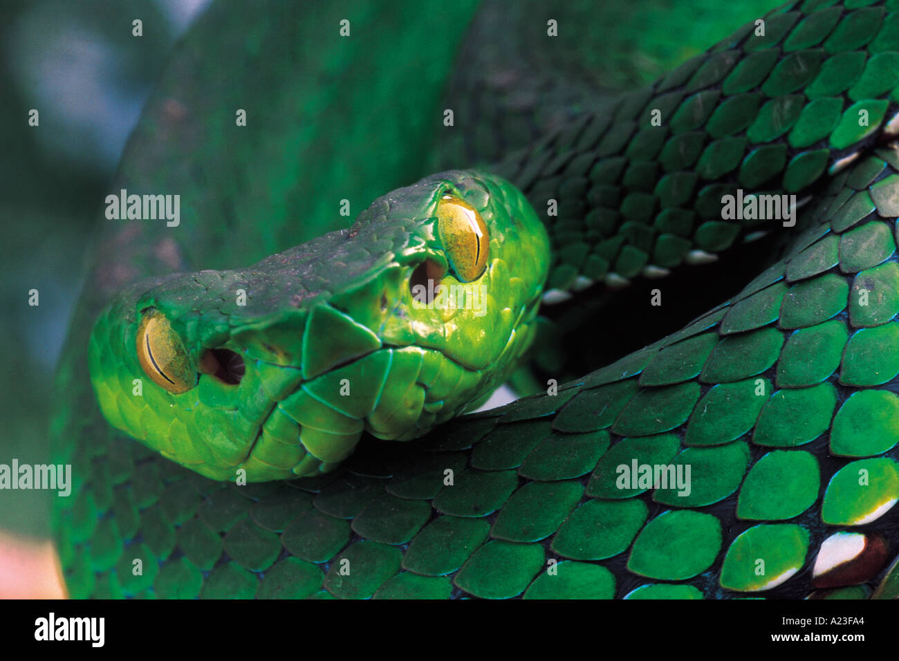 MEDO PIT VIPER Trimeresurus Medoensis. Venomous. Rare Arunachal Pradesh ...