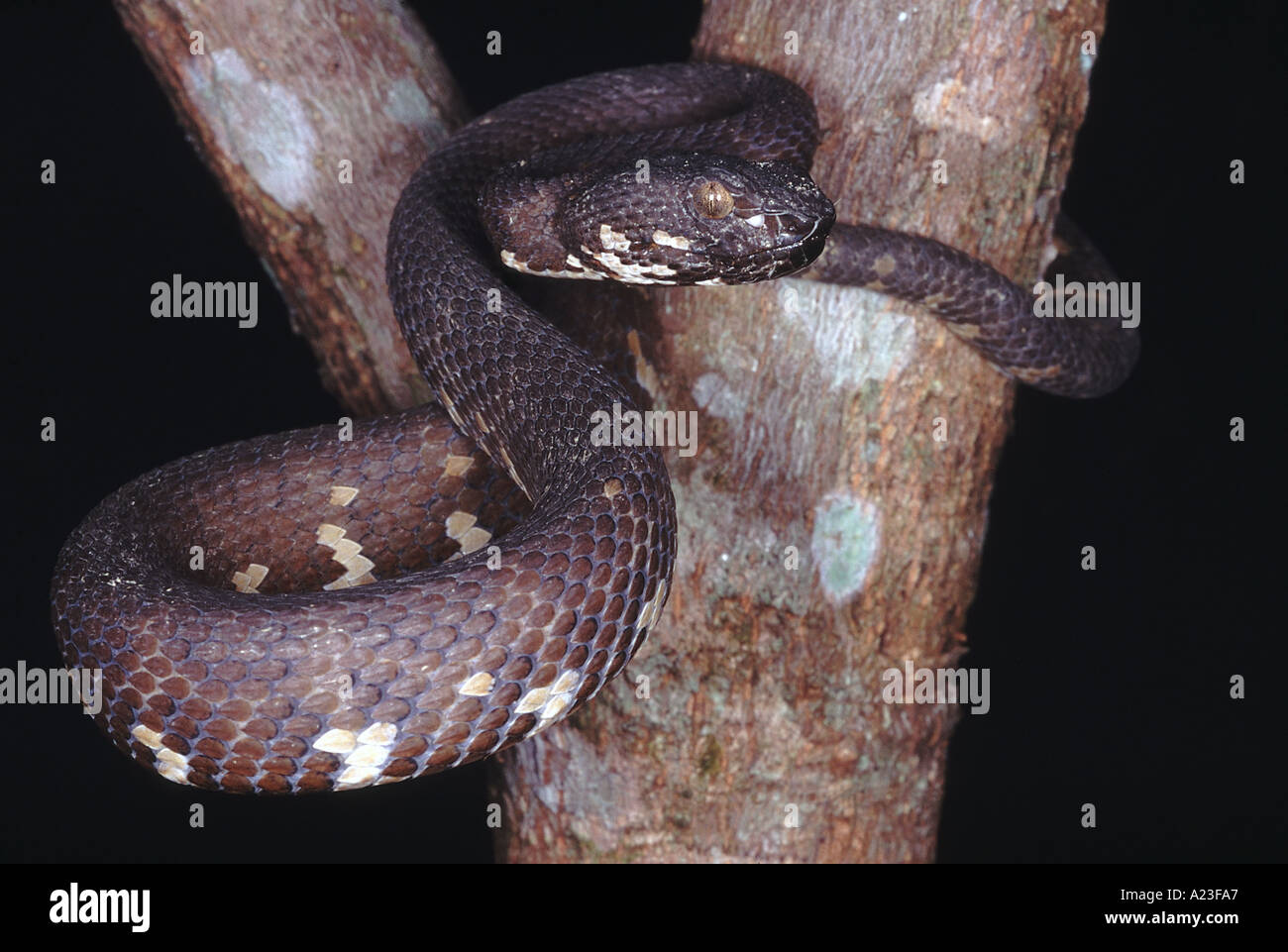 Common pit hi-res stock photography and images - Alamy