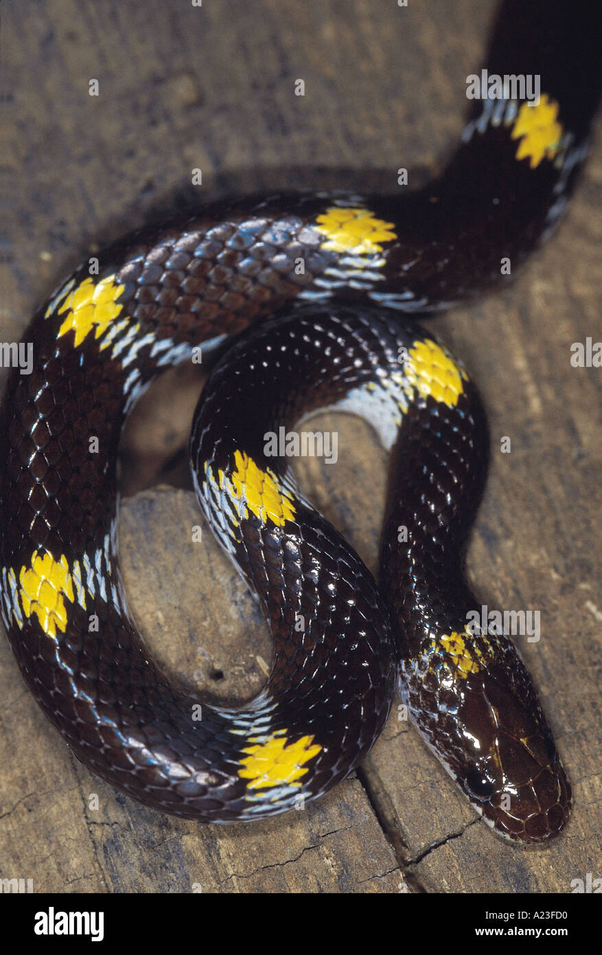 Shaws wolf snake hi-res stock photography and images - Alamy