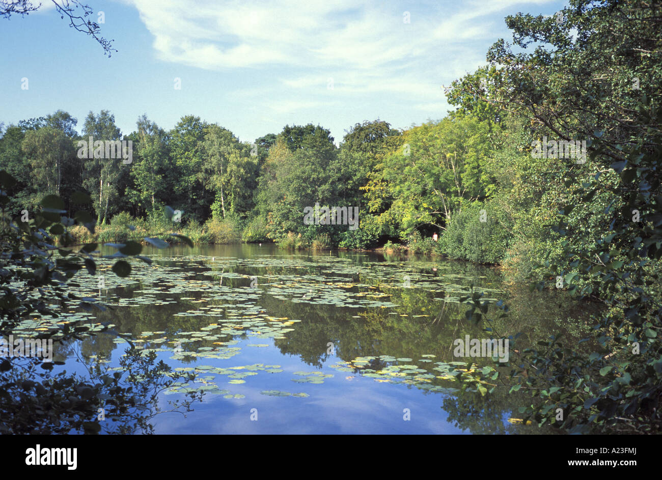 The Lake at Stover Country Park Nature Reserve near Newton Abbot South ...