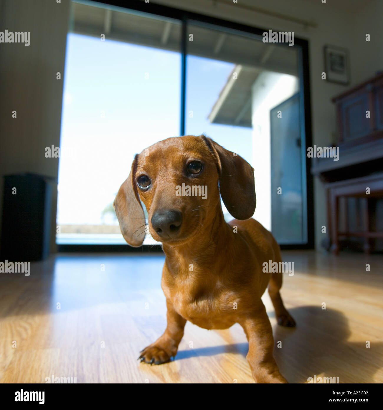 Cute weiner hi-res stock photography and images - Alamy