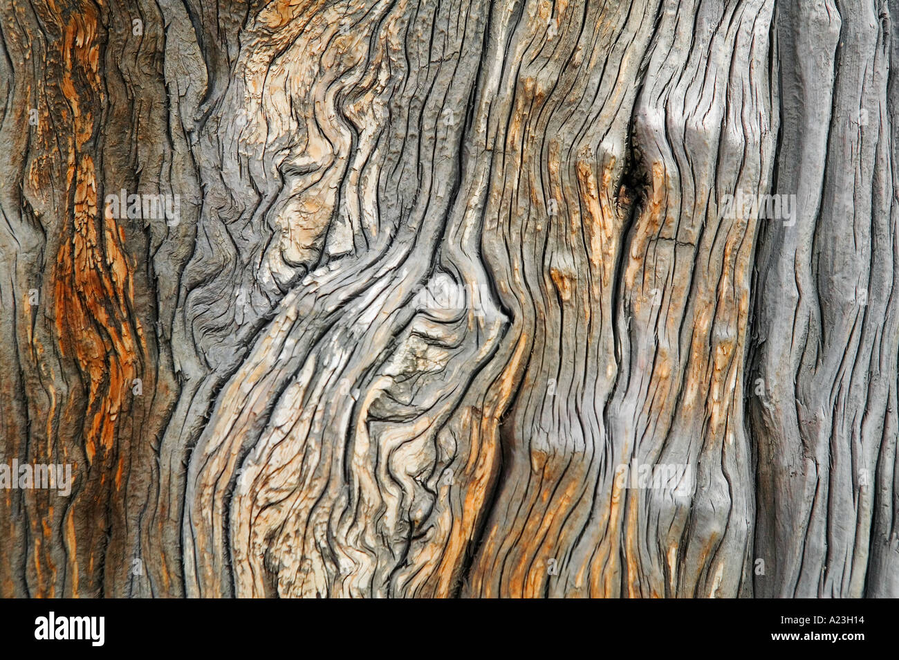 A semi-abstract close-up of cracked tree bark on an ancient tree in the ...