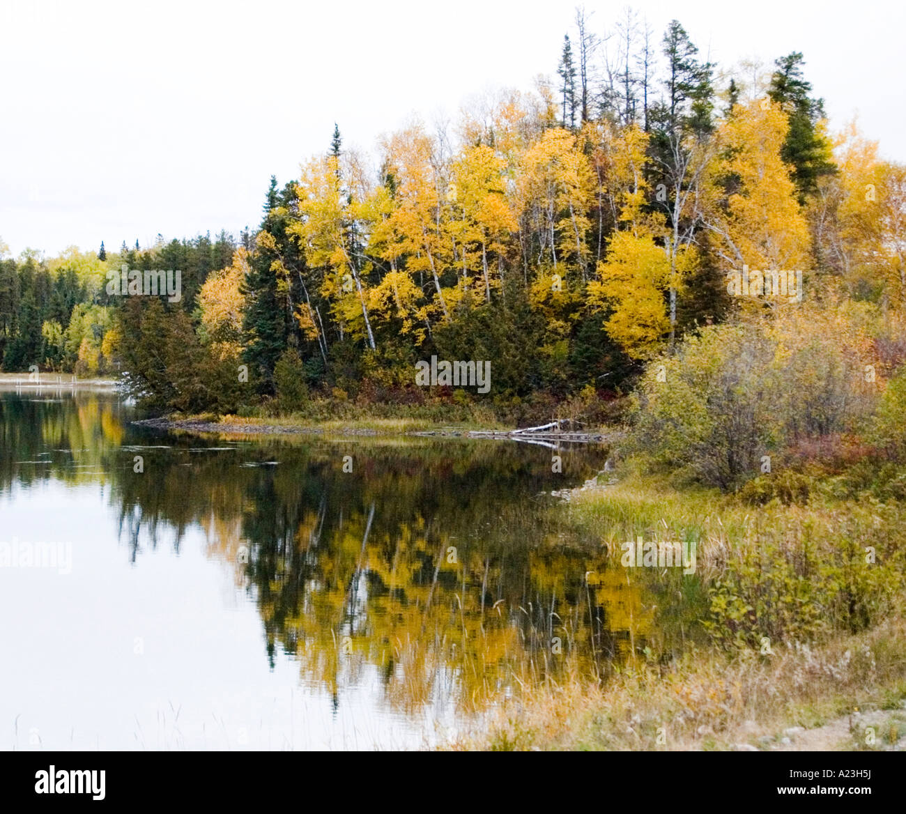 Beautiful autumn color trees Stock Photo - Alamy
