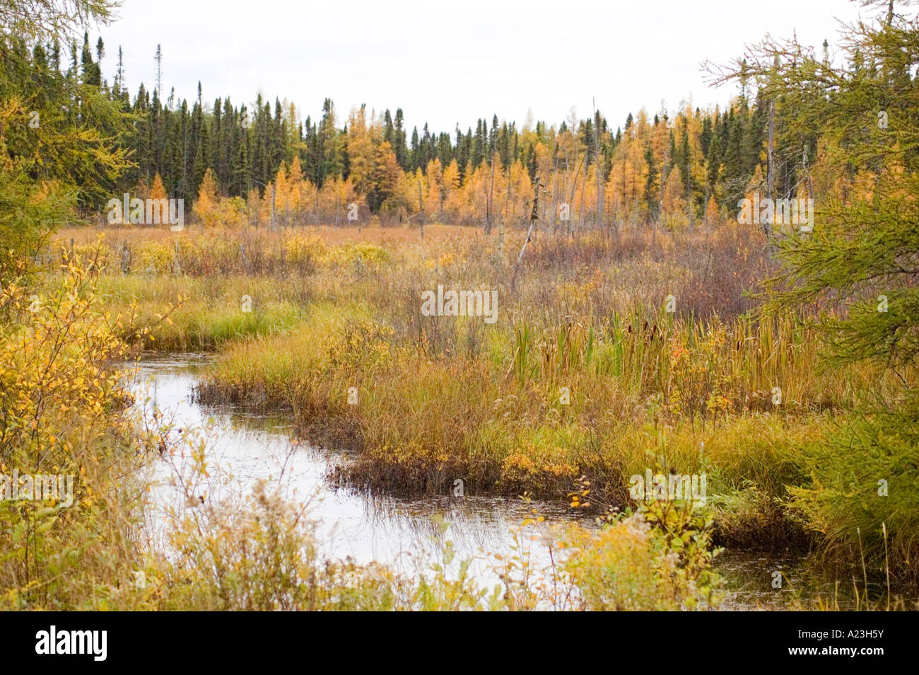 Beautiful autumn color trees Stock Photo - Alamy